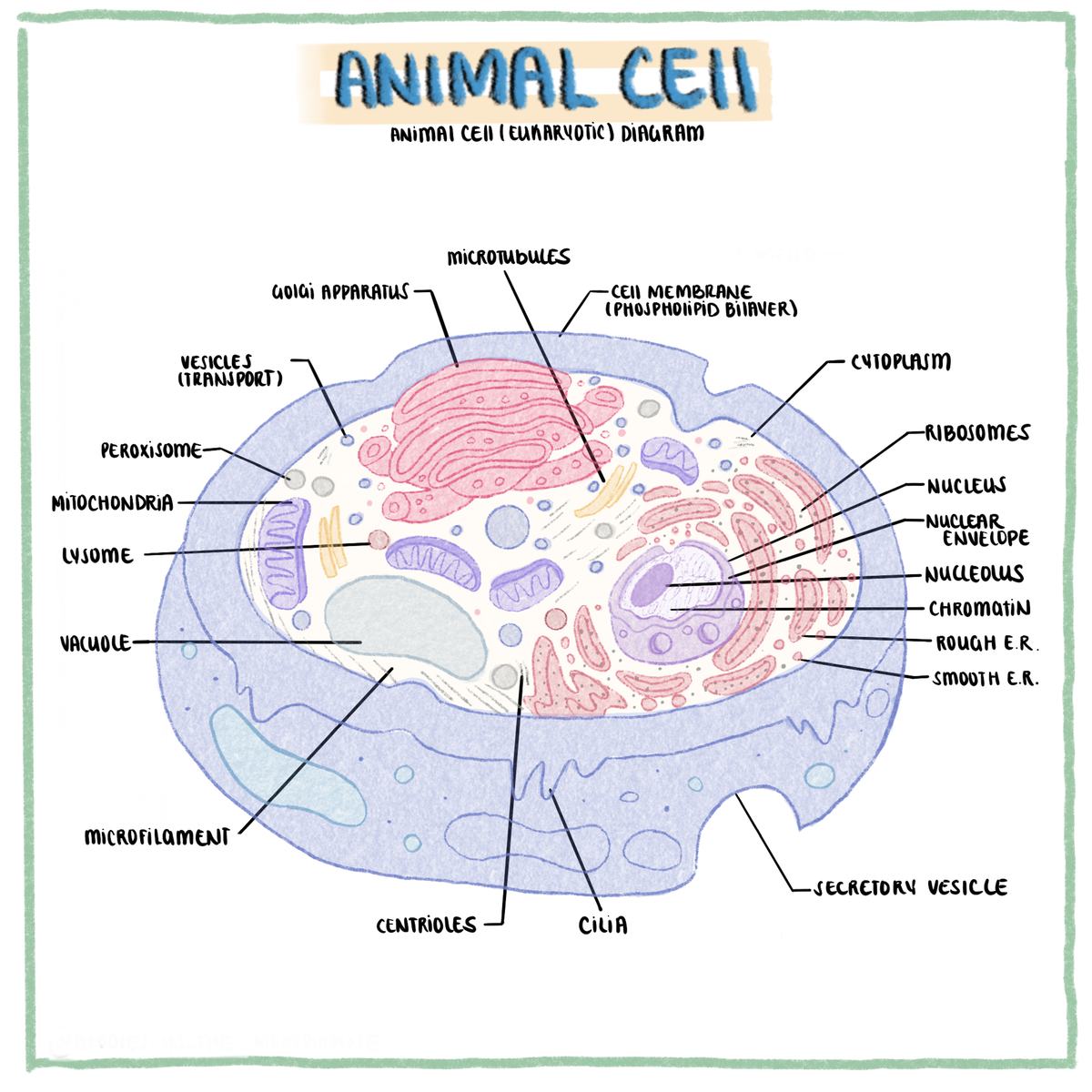 Cell molecular biology lecture notes - BIOL 1403 - Studocu