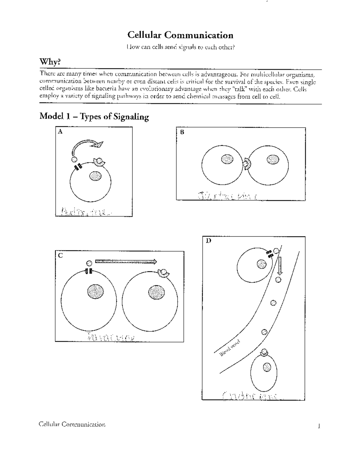 1506944050 - Ap biology chapter 5 - Studocu