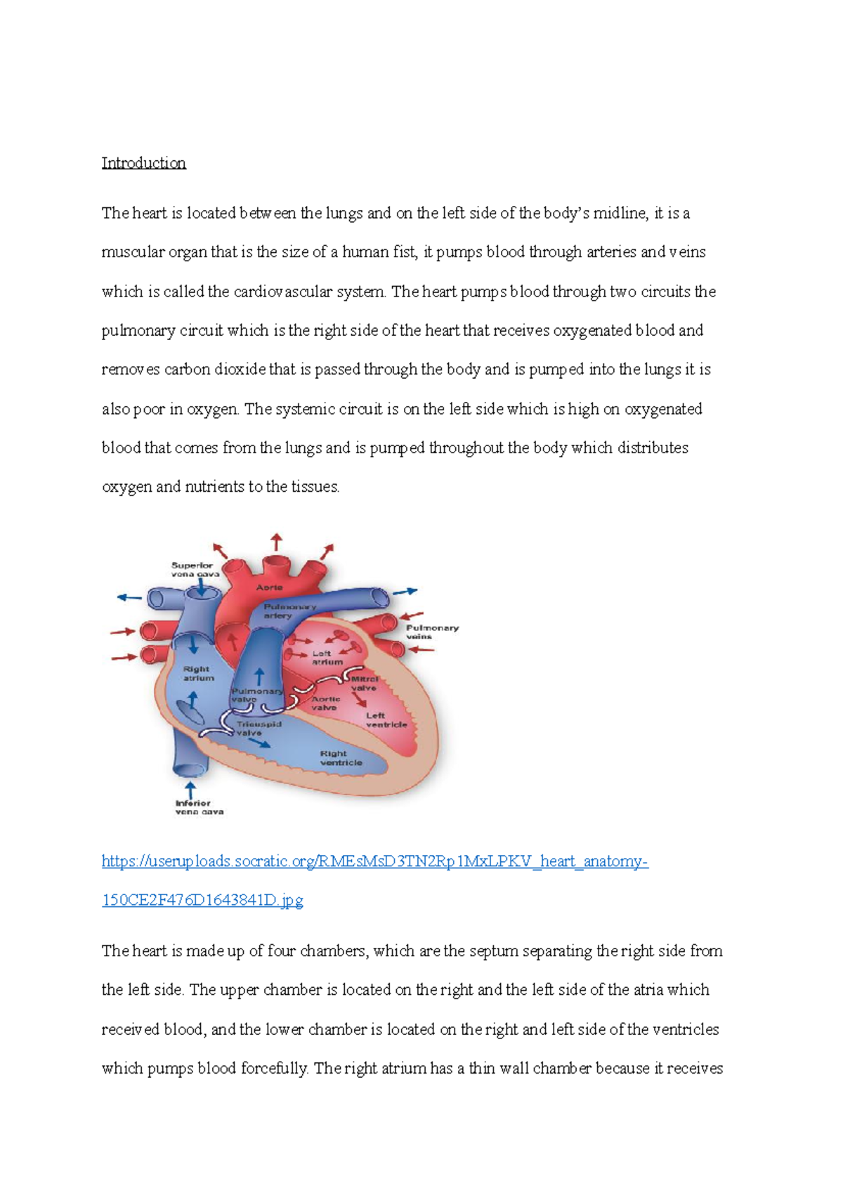 Lab Report Physiology - Introduction The heart is located between the ...