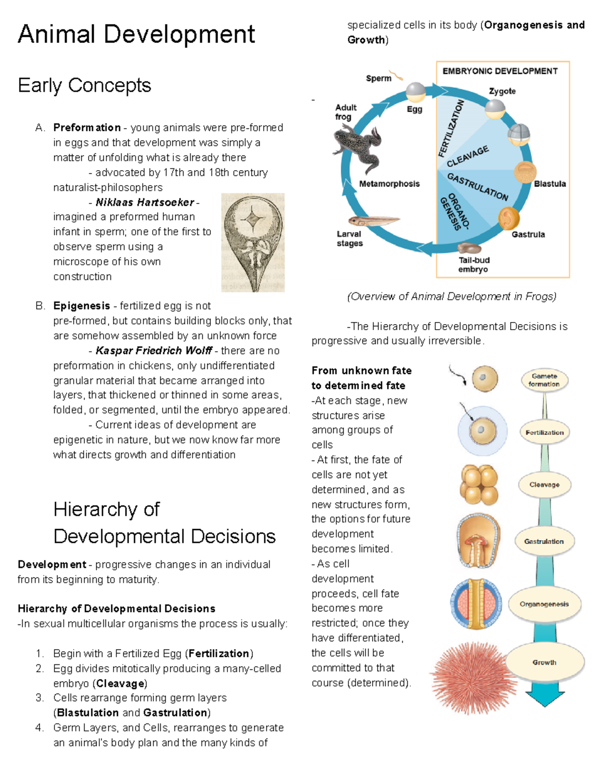 Biology Notes - Animal Development: Pre-Fertilization (Mitosis, Meiosis ...