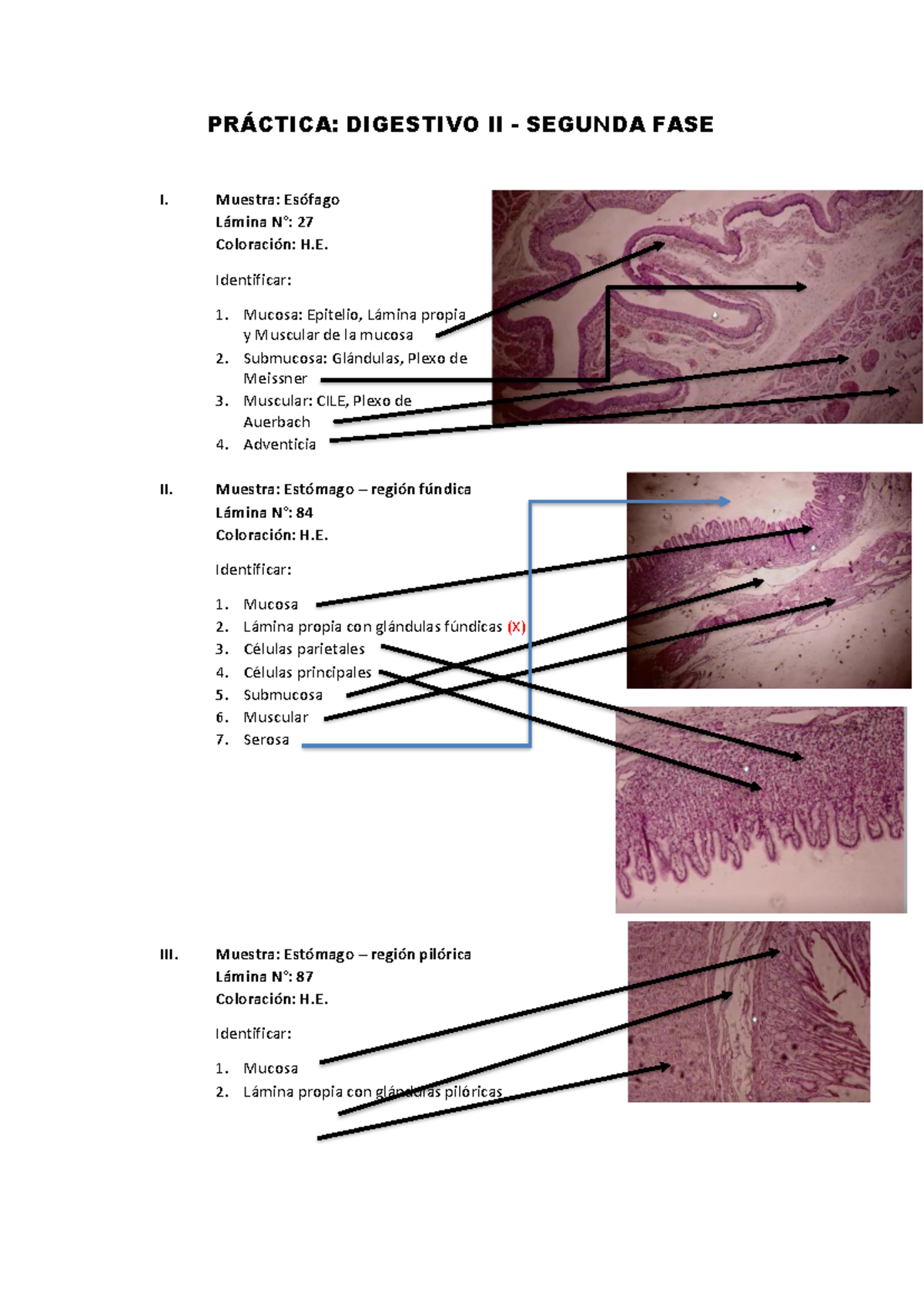Practica digestivo 2 - PRÁCTICA: DIGESTIVO II - SEGUNDA FASE I. Muestra ...