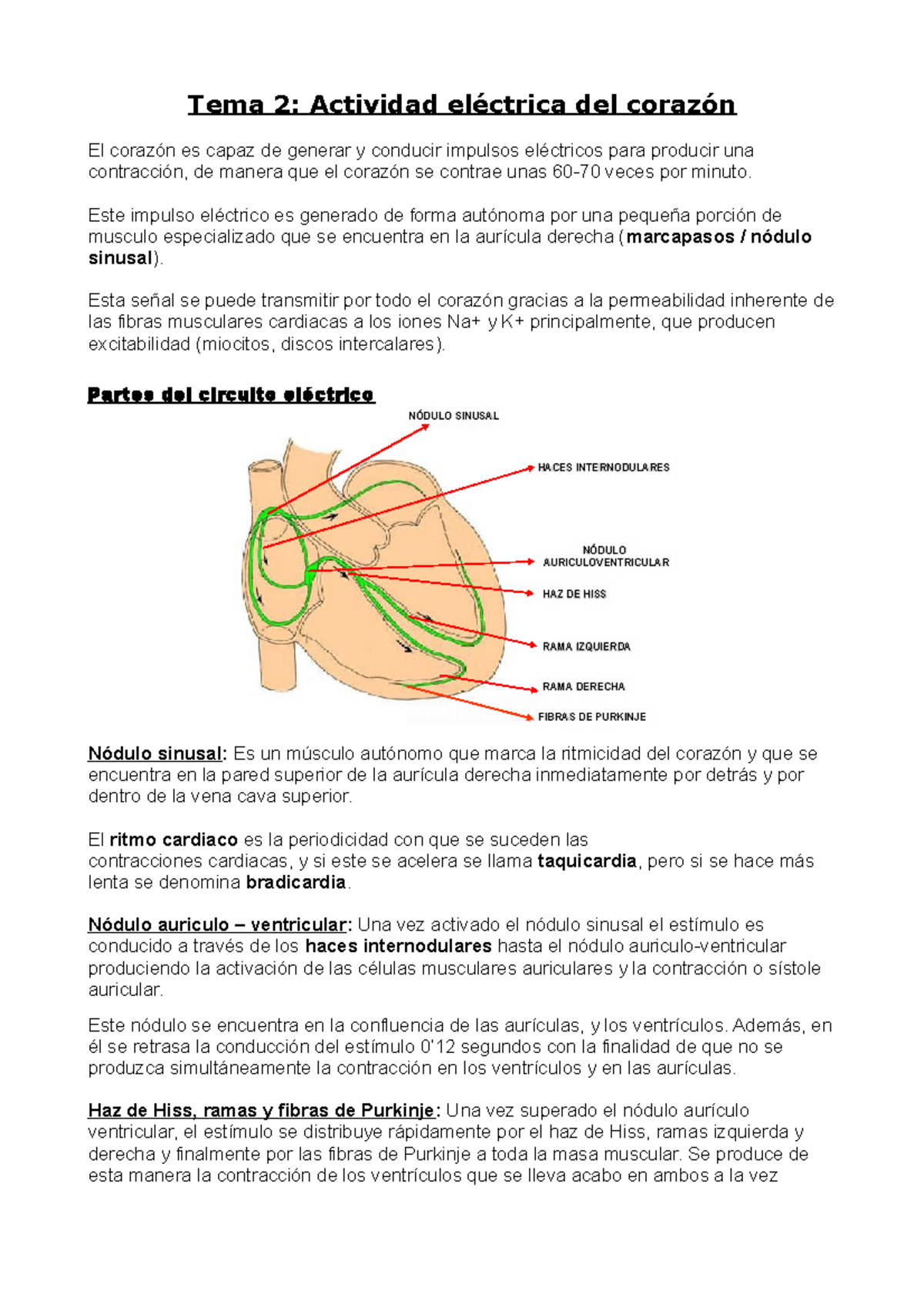 Fisio. Tema 2 - NÓDULO SINUSAL NÓDULO AURICULOVENTRICULAR HACES ...
