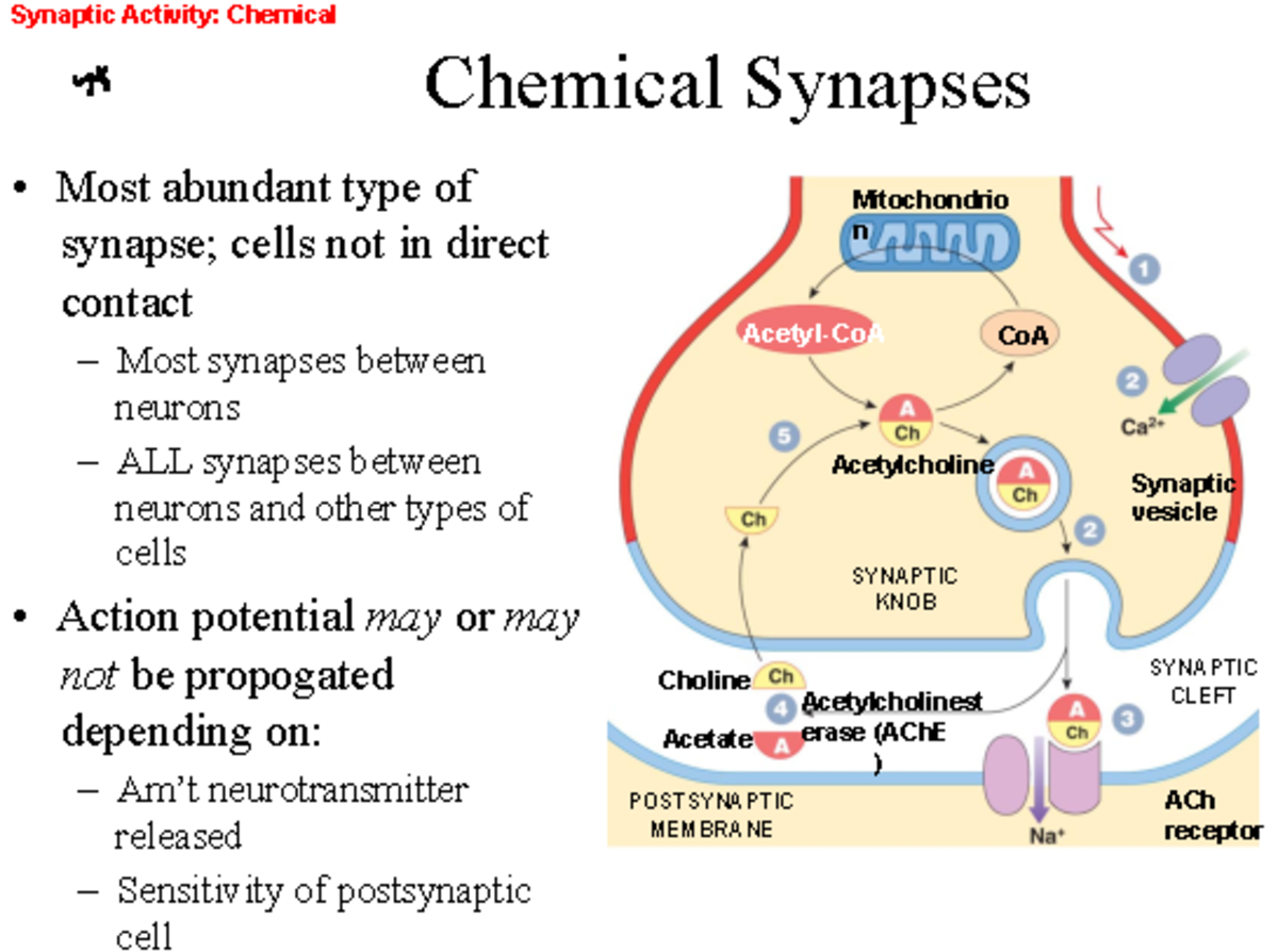 Chemical Synapses - Studocu
