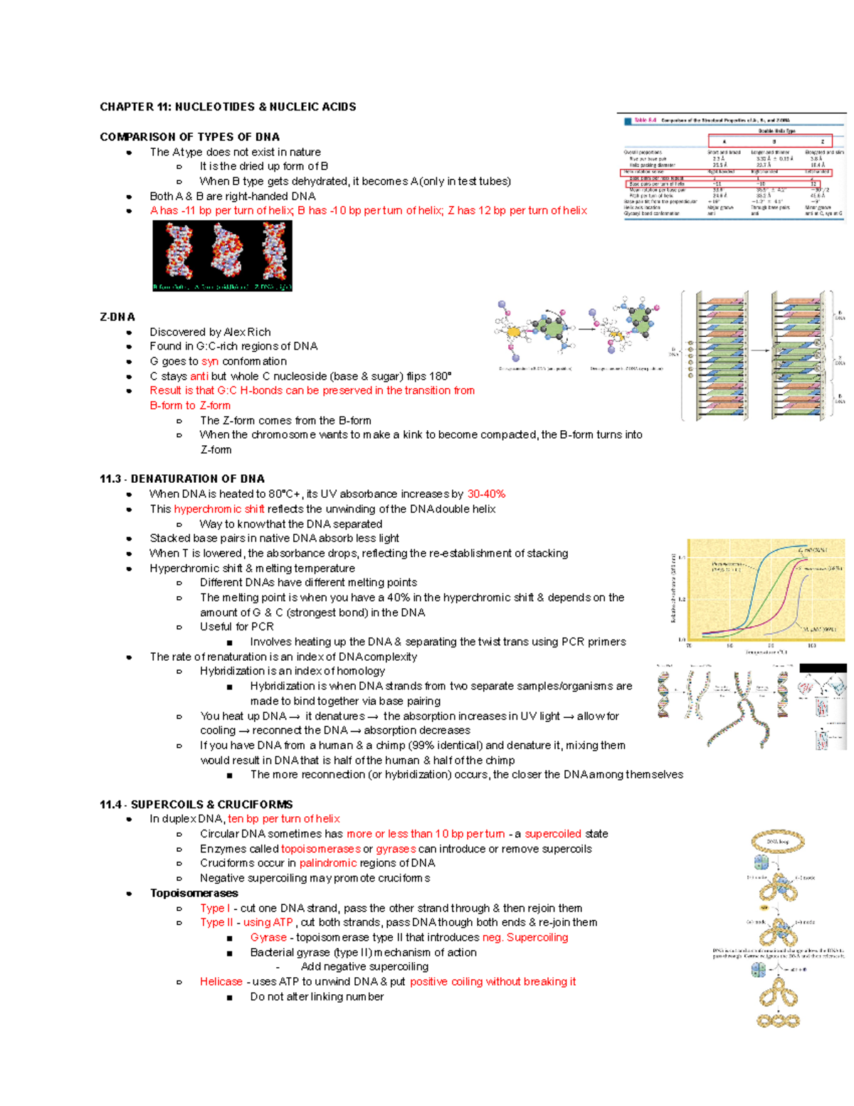 BCH 3033 Chp 11 Notes - CHAPTER 11: NUCLEOTIDES & NUCLEIC ACIDS ...