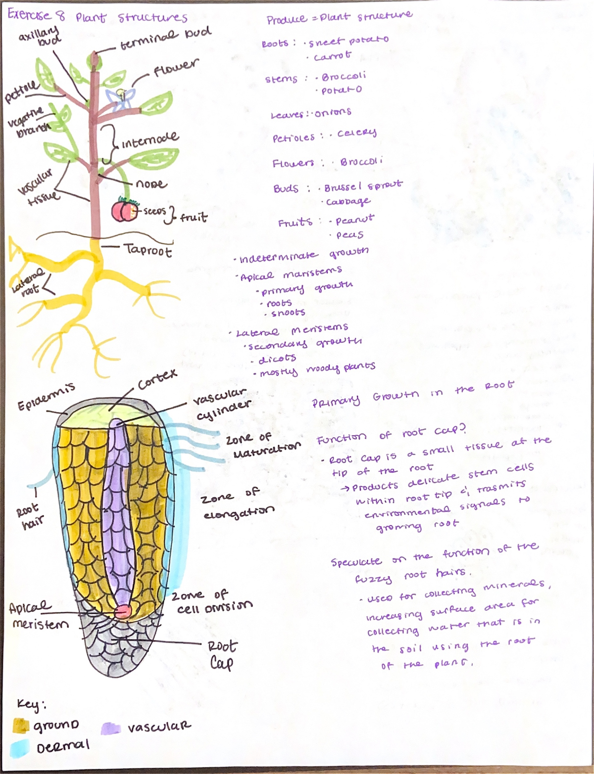 Biol 111 8 Study Guide - summary of chapter 8 (plant structures) slides ...
