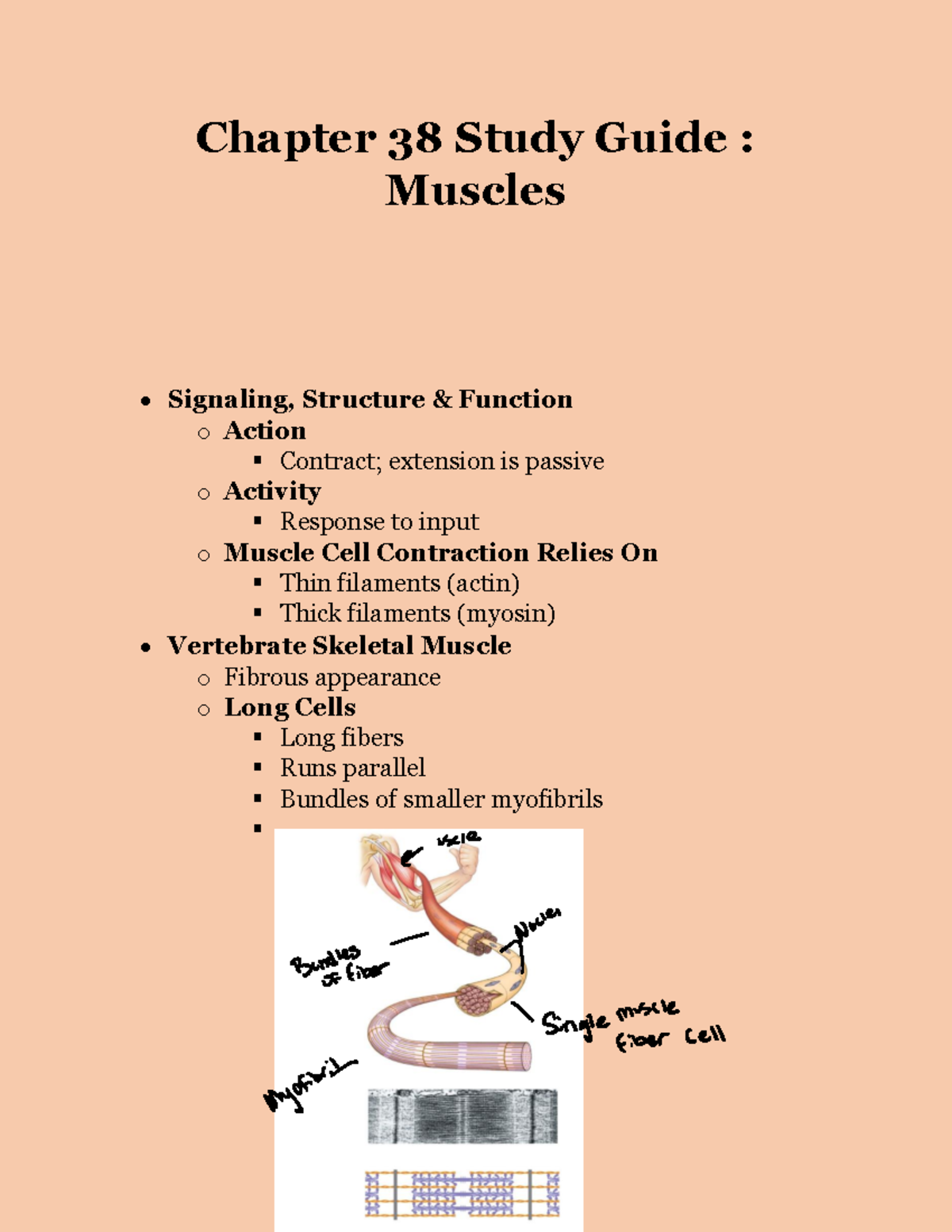 Chapter 38 Study Guide - Chapter 38 Study Guide : Muscles Signaling ...