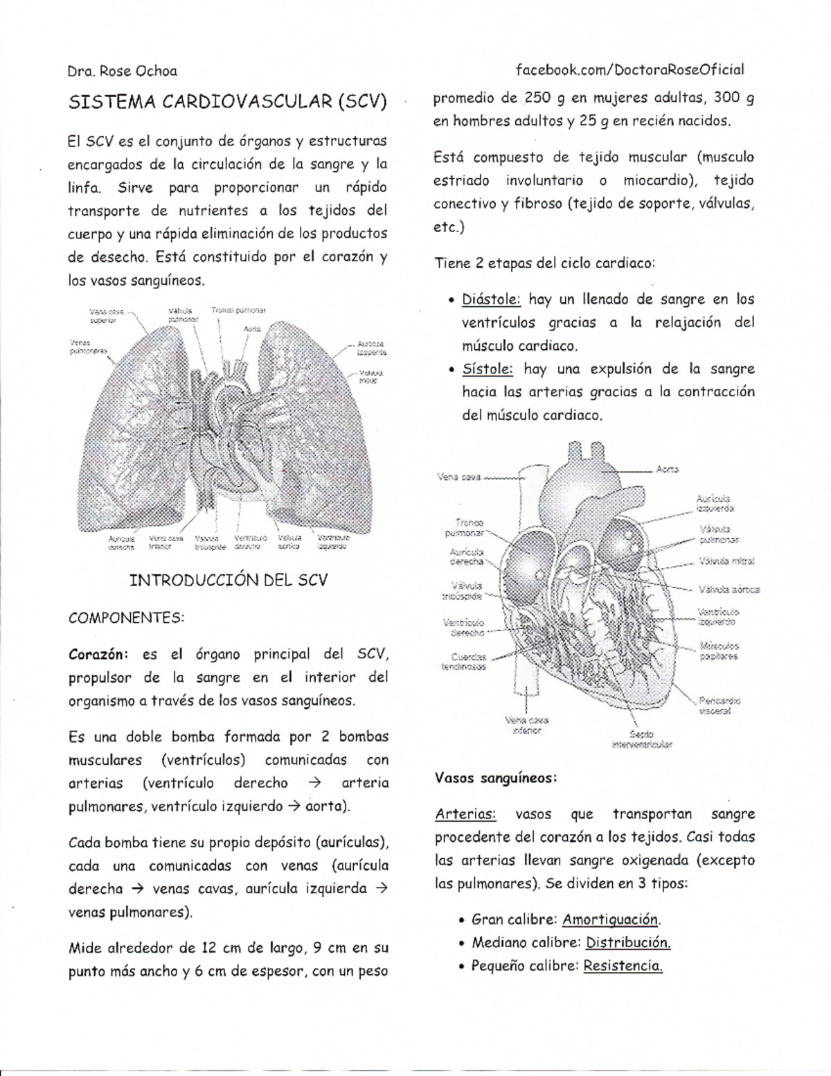 cardiología anatomía 3 - Dra. Rose Ochoa SISTEMA CARDIOVASCULAR (SCV ...