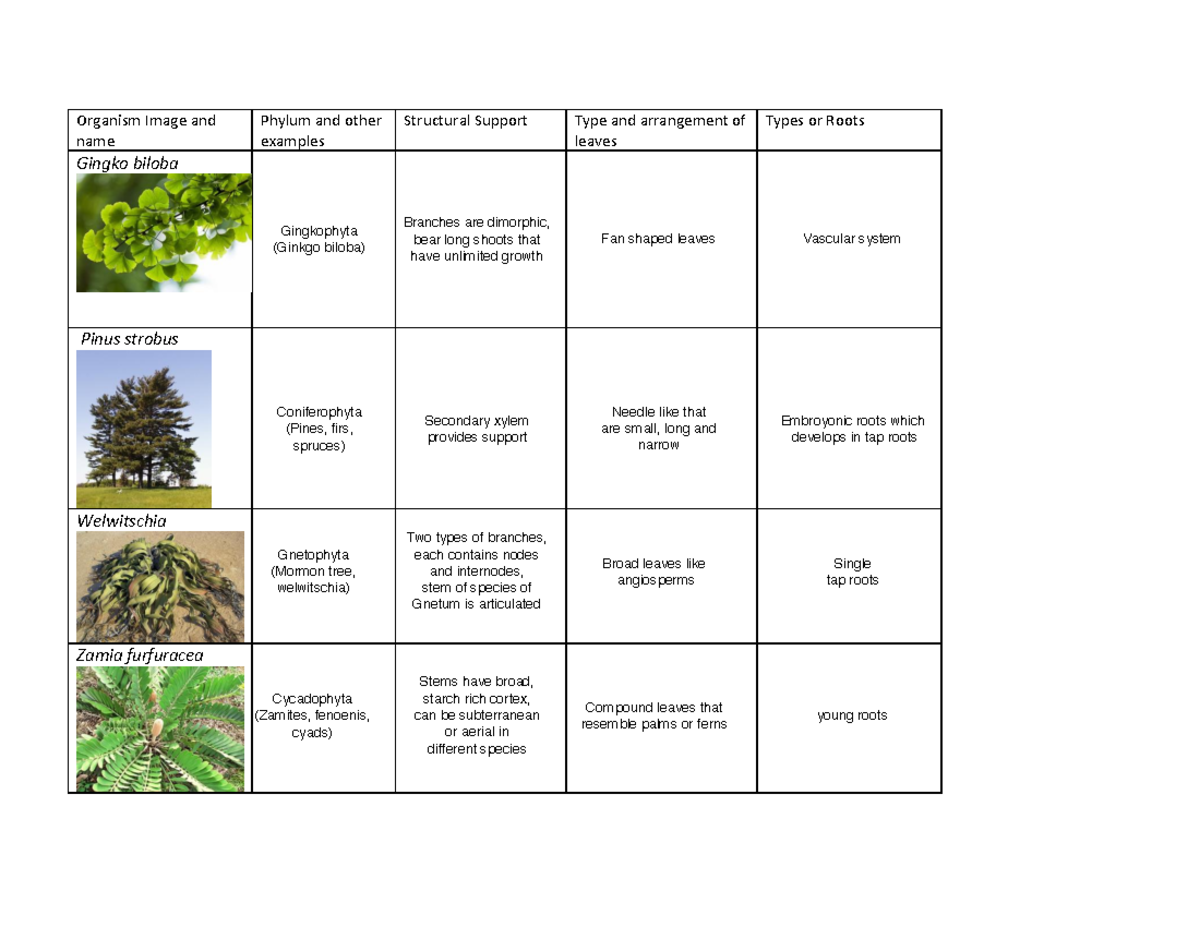 Lab Assignment gymnosperms - BSC 1011L - Organism Image and name Phylum and other examples - Studocu