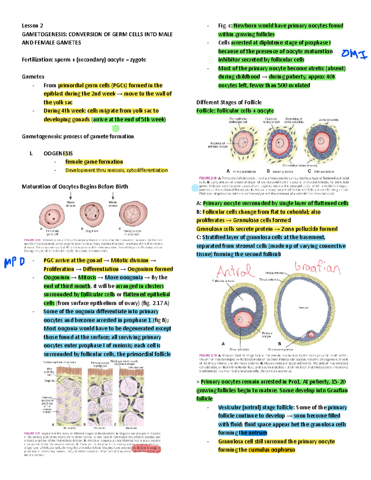 DB-Lec-2-Gametogenesis Oogenesis - Lesson 2 GAMETOGENESIS: CONVERSION ...