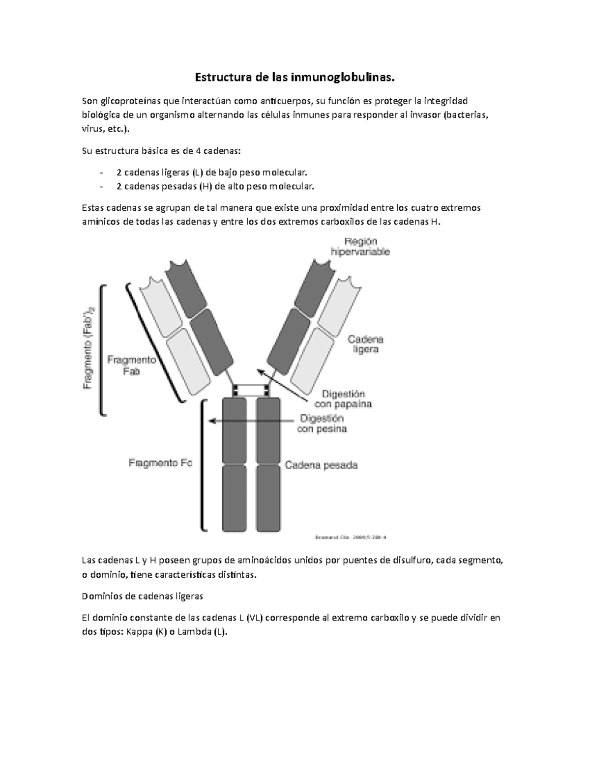 Estructura básica de las inmunoglobulinas (con imagenes ...