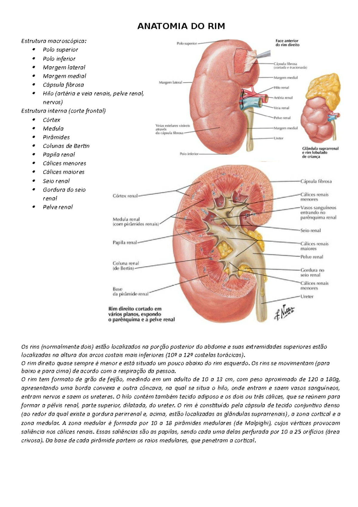 anatomia do rim - ANATOMIA DO RIM Estrutura macroscópica: Polo superior ...