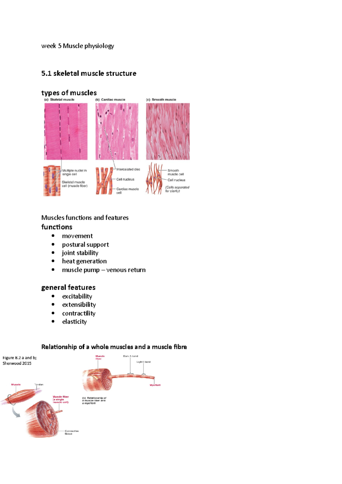 Week 5 Muscle physiology - week 5 Muscle physiology 5 skeletal muscle ...