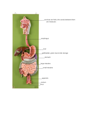 BIO male - male reproductive system - Fairleigh Dickinson University ...