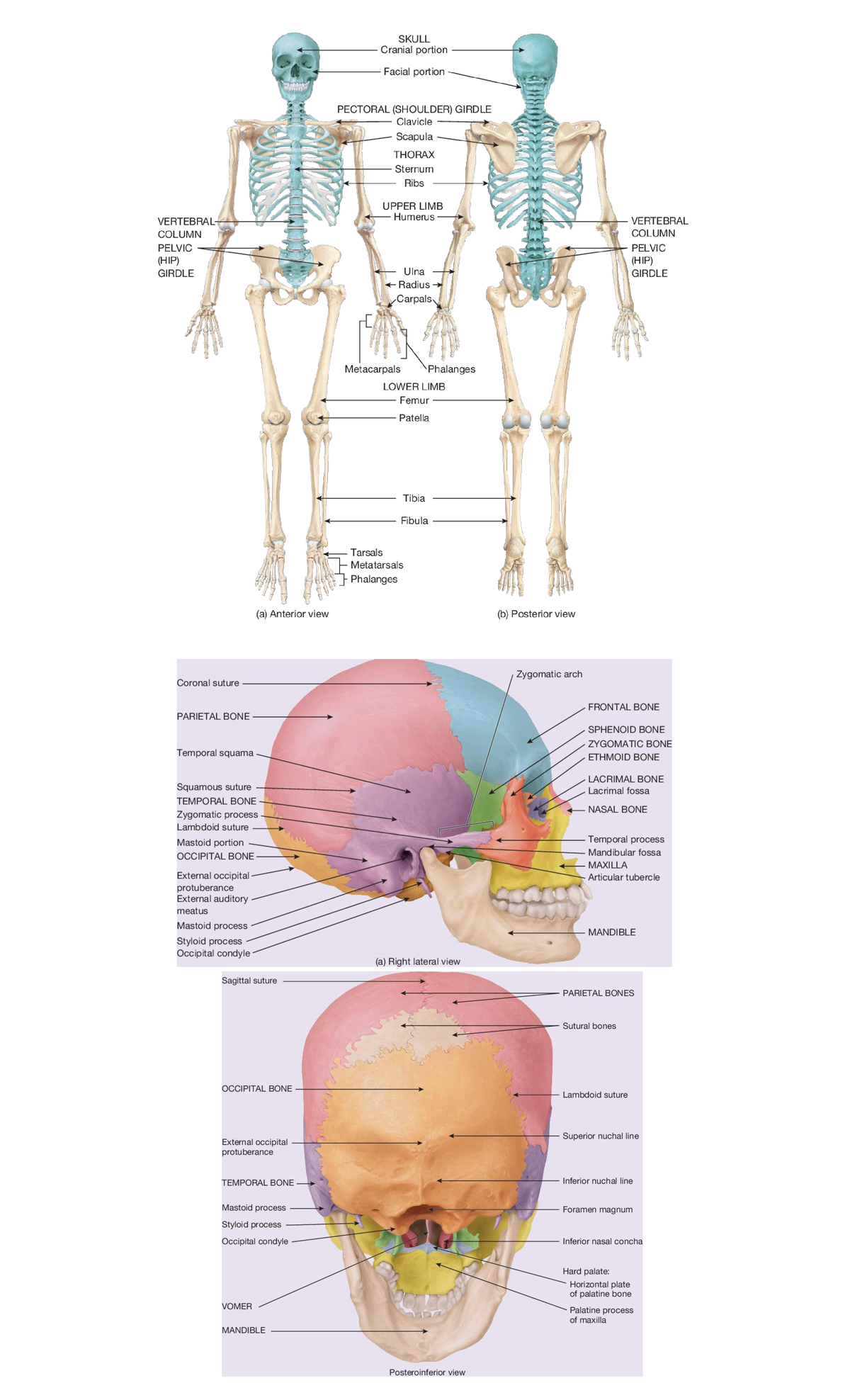 HES 006 LAB- Labelling - Anaphy Lab - SKULL Cranial portion Facial ...