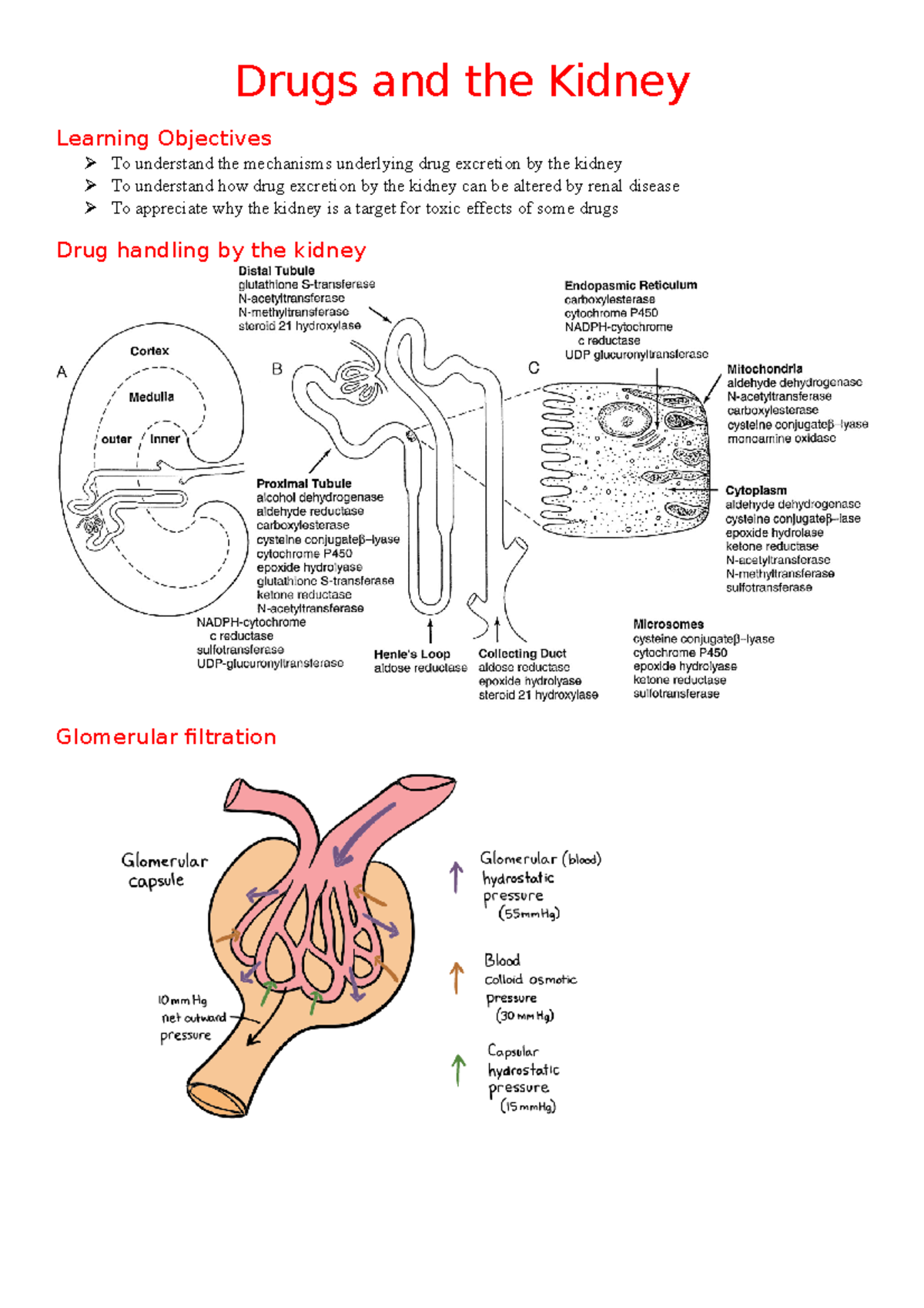Drugs and the Kidney - Drugs and the Kidney Learning Objectives To ...