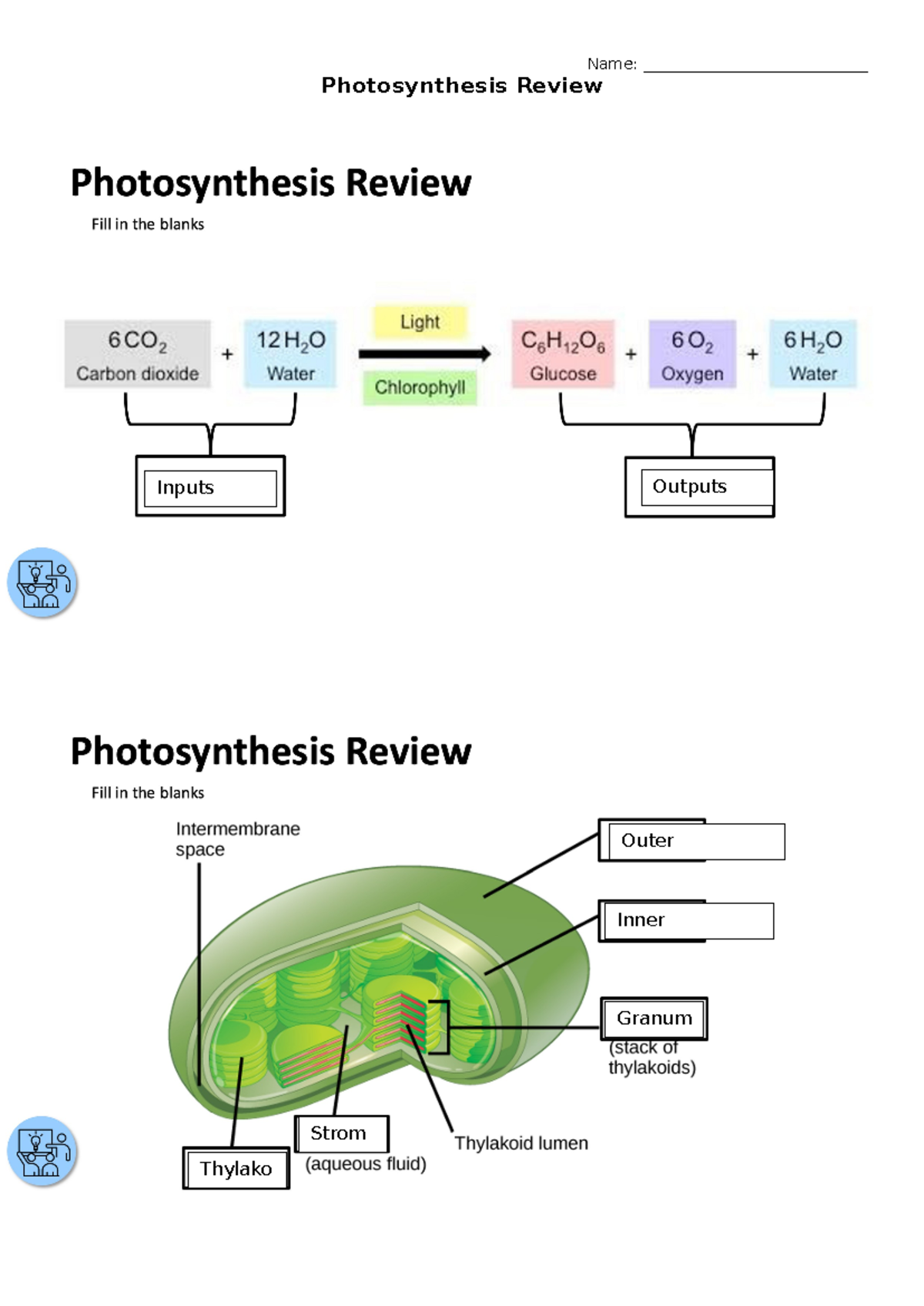 Photosynthesis Review Student Copy - Photosynthesis Review Inputs Outputs Granum Strom a Thylako ...