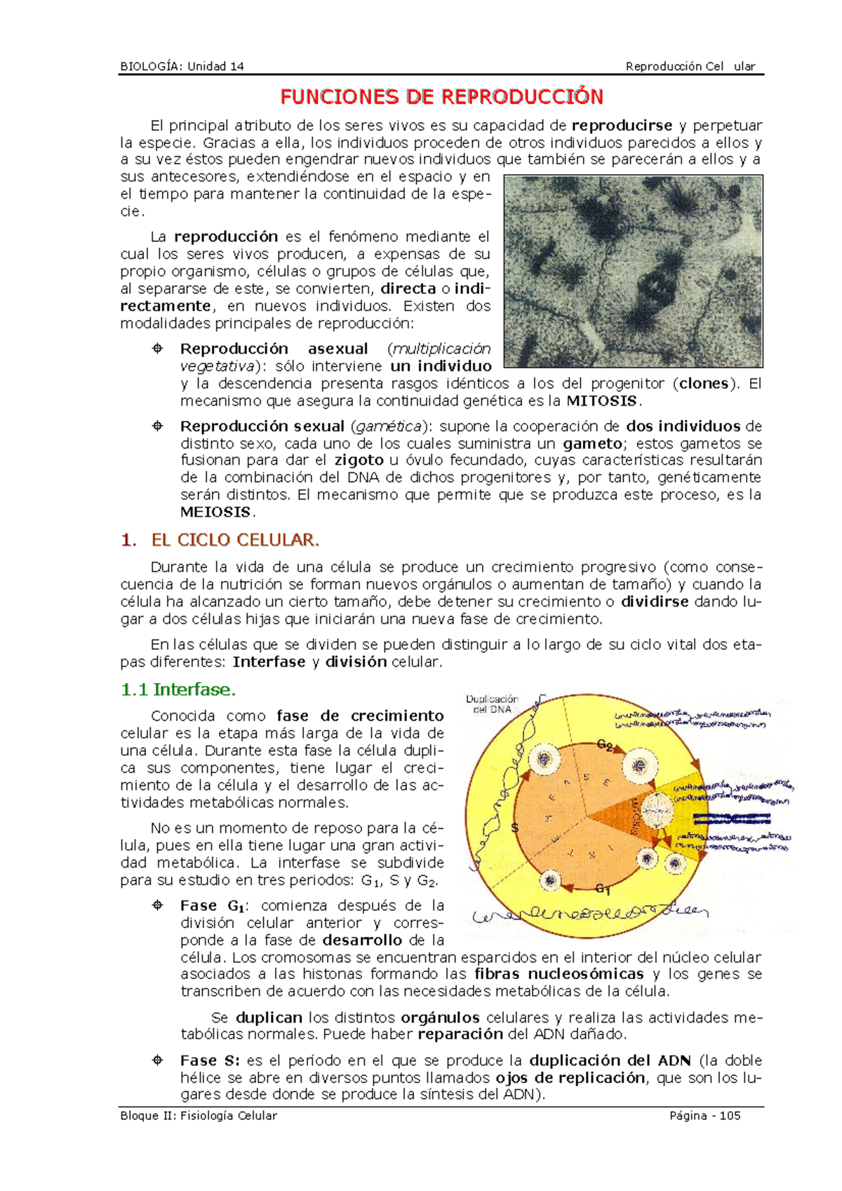 ciclo celular y mitosis - FFU FUUNNNCCCIIIOOONNNEEESSS DDDEEE ...