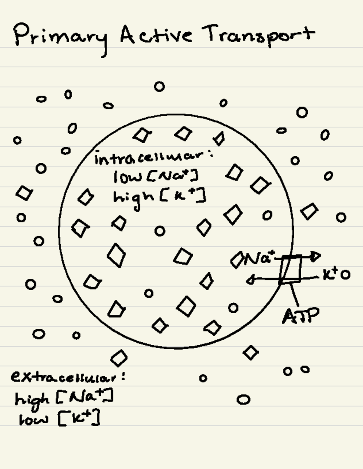 Transport - Professor: James Strauss - ####### Primary Active Transport ...