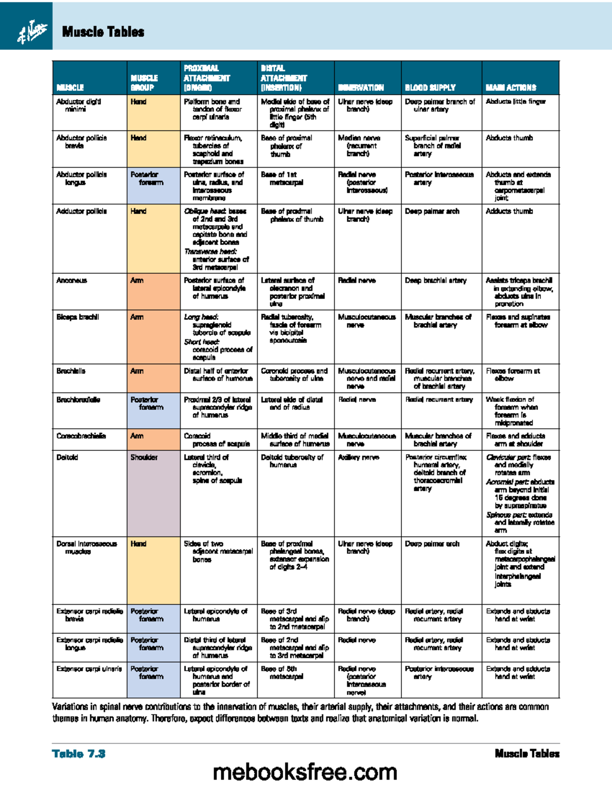 UL muscle table - African Studies - Studocu