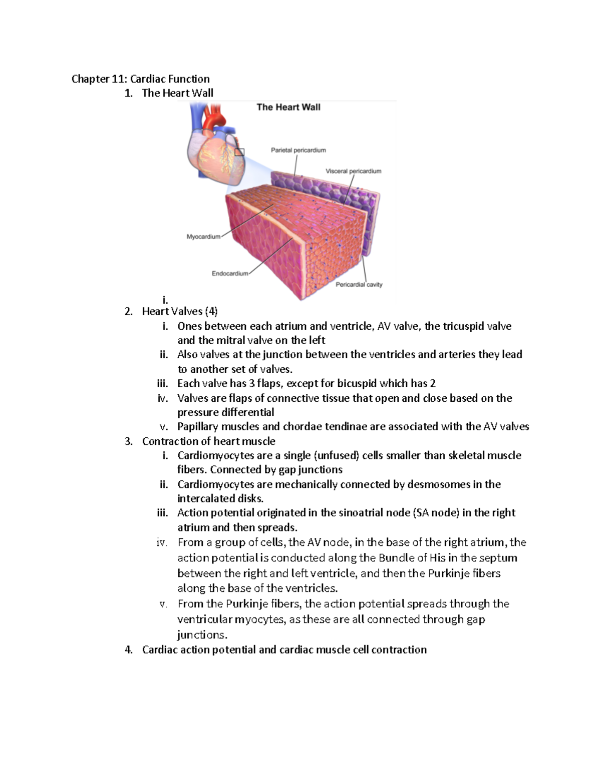 Chapter 11 notes - 11. Cardiac Function. Heart wall, heart valves ...