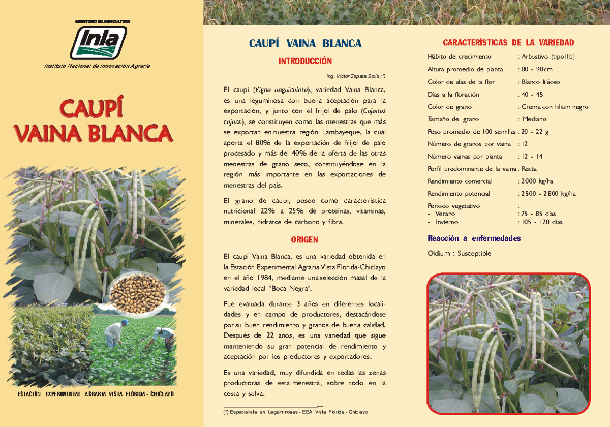 Caupi-vaina-blanca - jhjh - El caupí ( Vigna unguiculata ), variedad ...