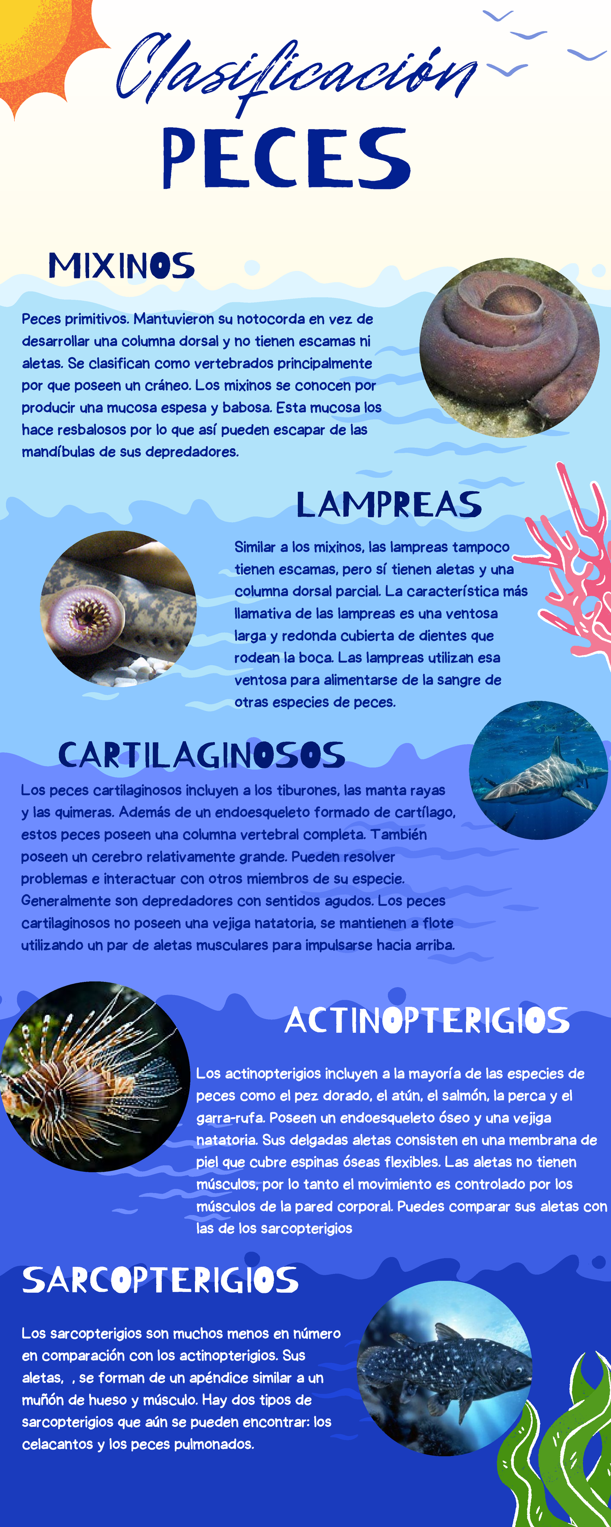 Clasificacion DE Peces - Clasificación PECES MIXINOS Peces primitivos ...
