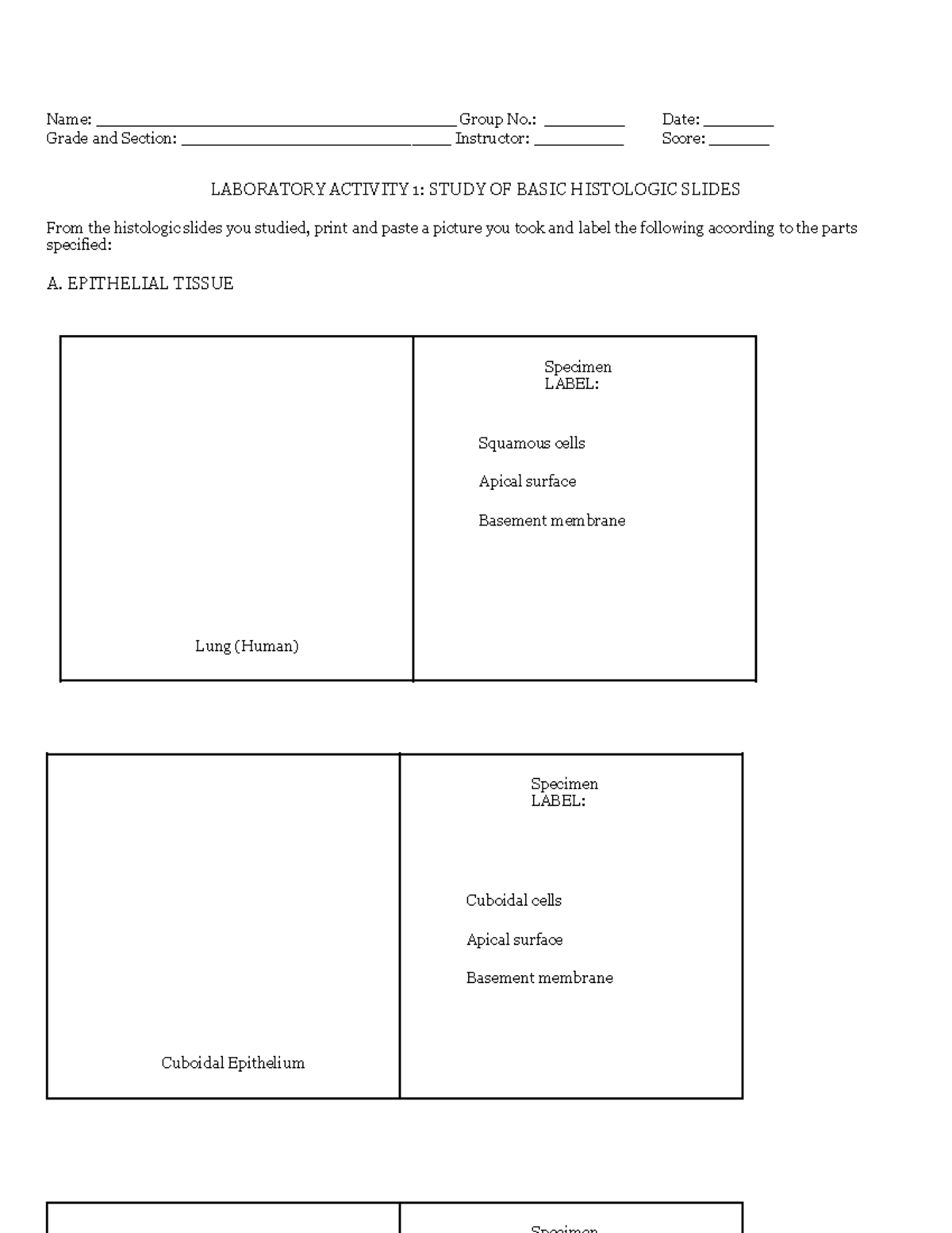 LAB Worksheet ( Histology) - Squamous cells Apical surface Basement ...