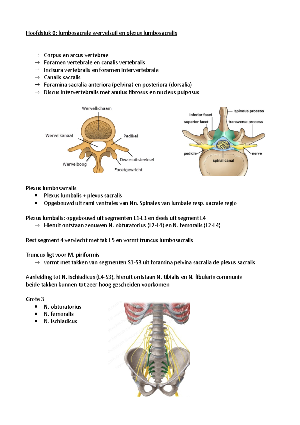 Anatomie; onderste kwadrant osteologie - Hoofdstuk 0: lumbosacrale ...