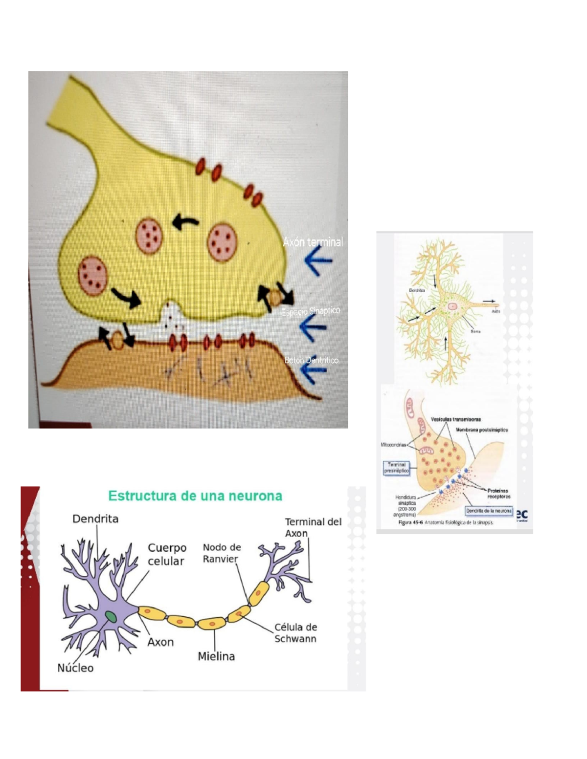 Bases - Axón terminal Dendritas Espacio Sinaptico Axón Boton Dentritico ...