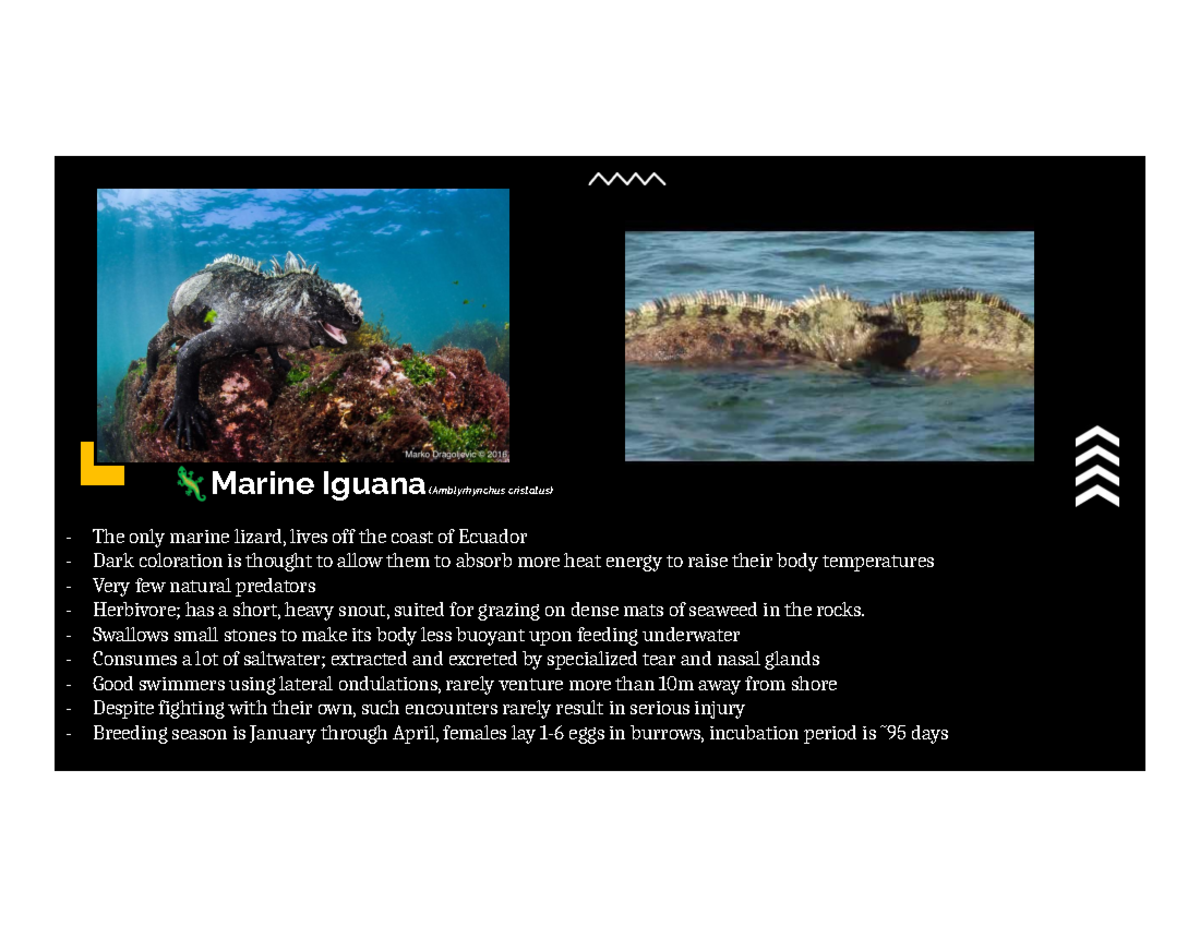 Marine Iguanas and Sea Snakes - Key concepts - į - Studocu