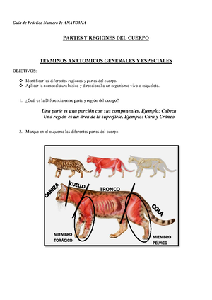 Guía Práctica - Músculos del Cuello - TEORICO PRÁCTICO MÚSCULOS AXIALES ...