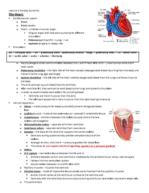 Physio 5 - Lecture 5: Cardiac Dynamics The Heart: Cardiovascular system ...