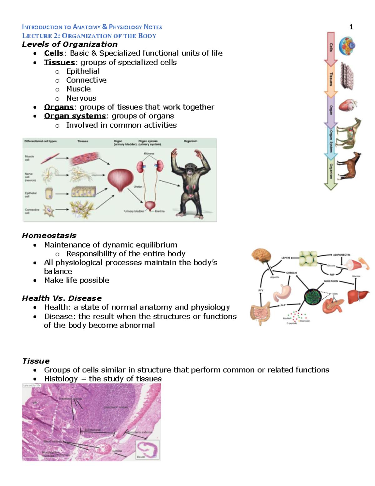 Lecture 2- Organization OF THE BODY - LECTURE 2: ORGANIZATION OF THE ...