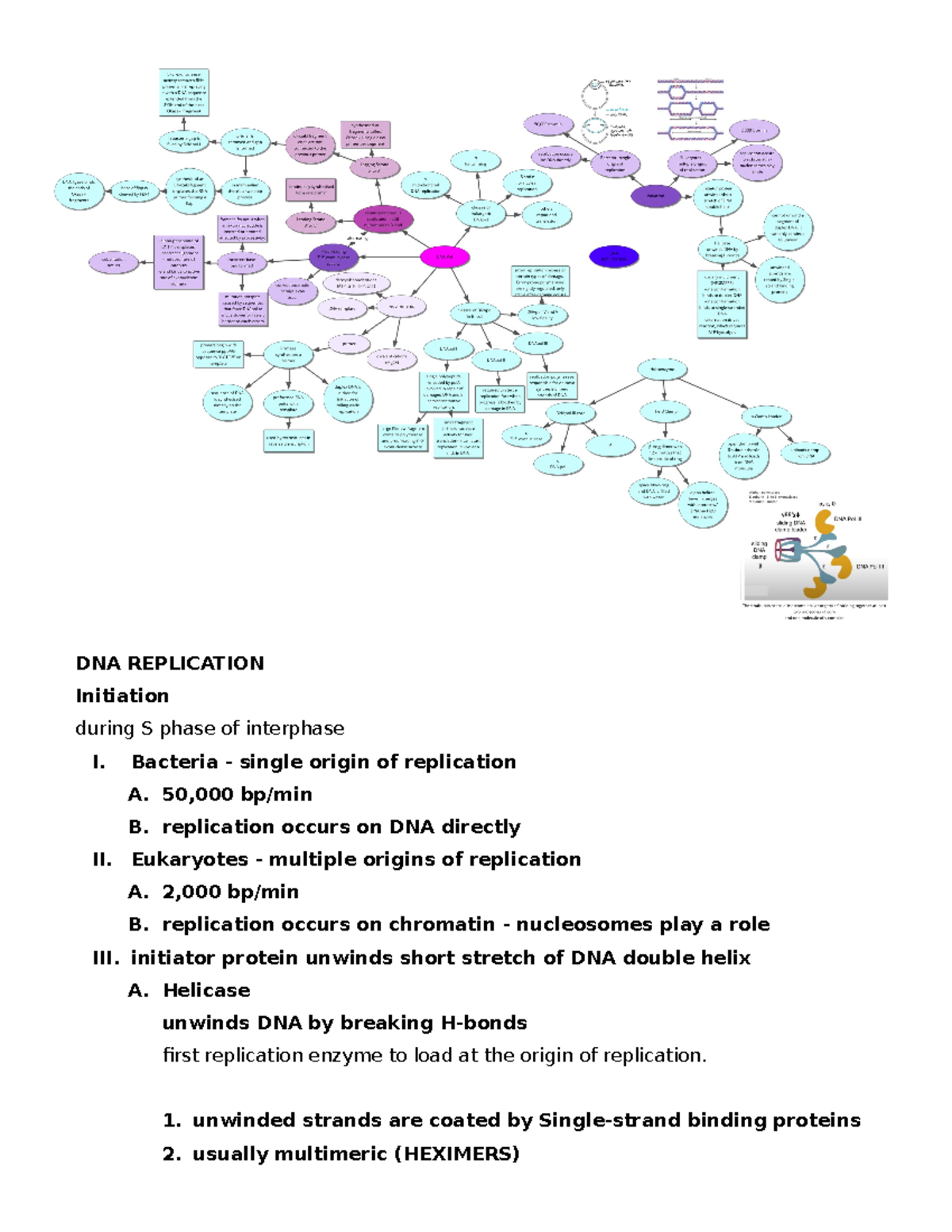 DNA Replication - Summary Molecular Biology - DNA REPLICATION Initiation during S phase of - Studocu