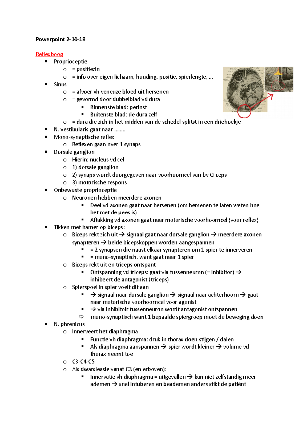 Notities les 14/12 - Powerpoint Reflexboog Proprioceptie o positiezin o ...