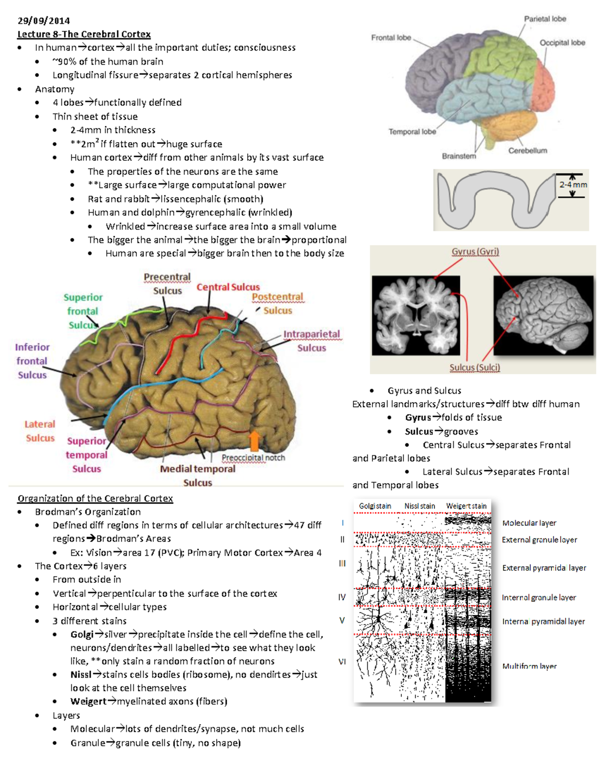 Lecture 8-10, Cortex-(Undone) - 29/09/ Lecture 8-The Cerebral Cortex In ...