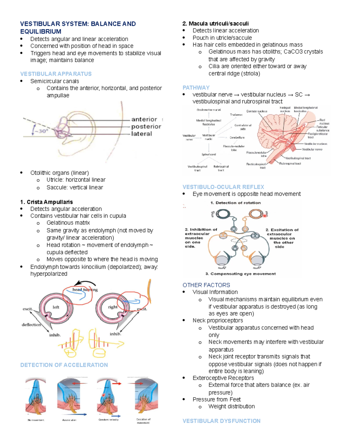 Vestibular-System Equilibrium - VESTIBULAR SYSTEM: BALANCE AND ...