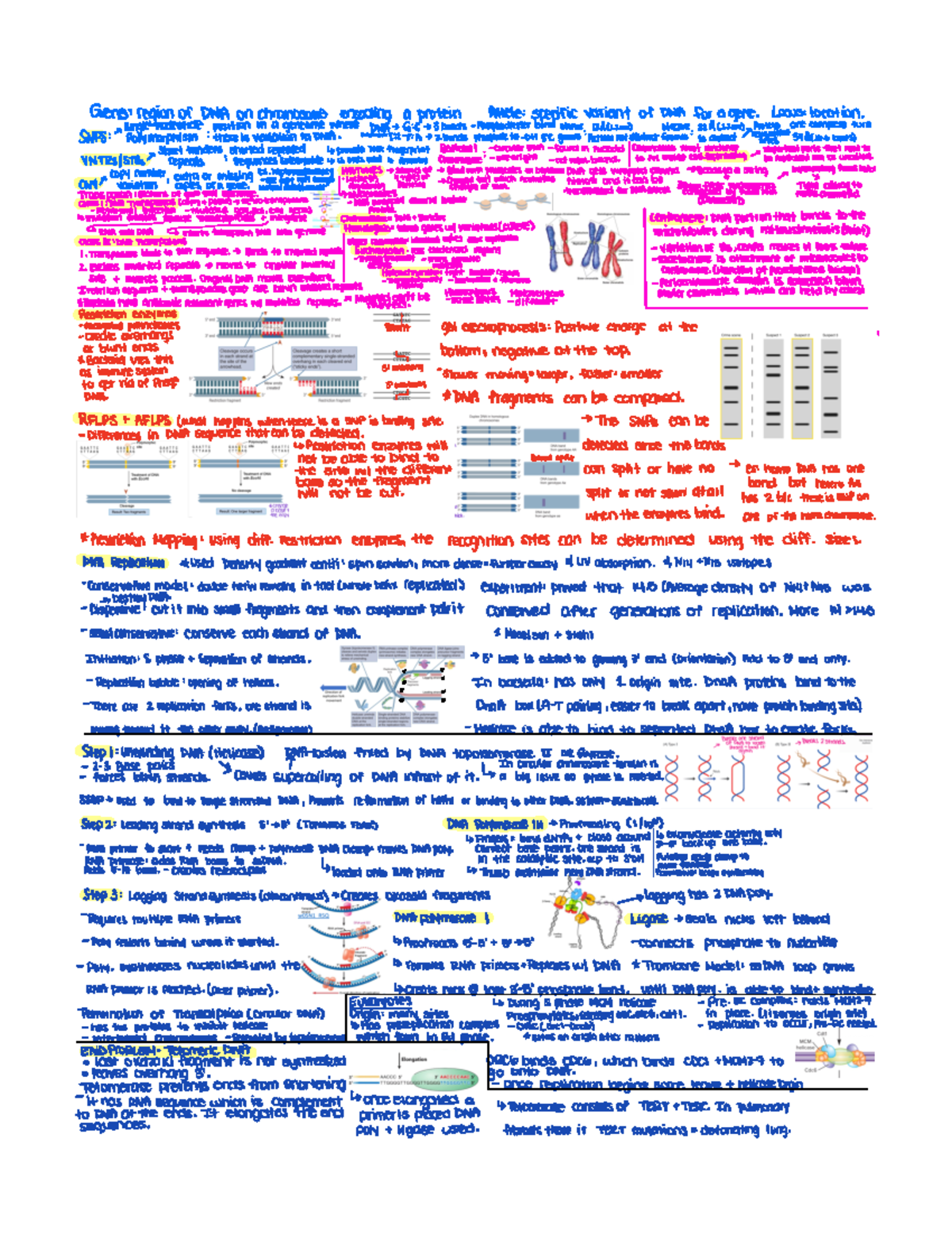 Exam 1 Cheat sheet - GeneregionofDNAonchromosome encoding aprotein ...