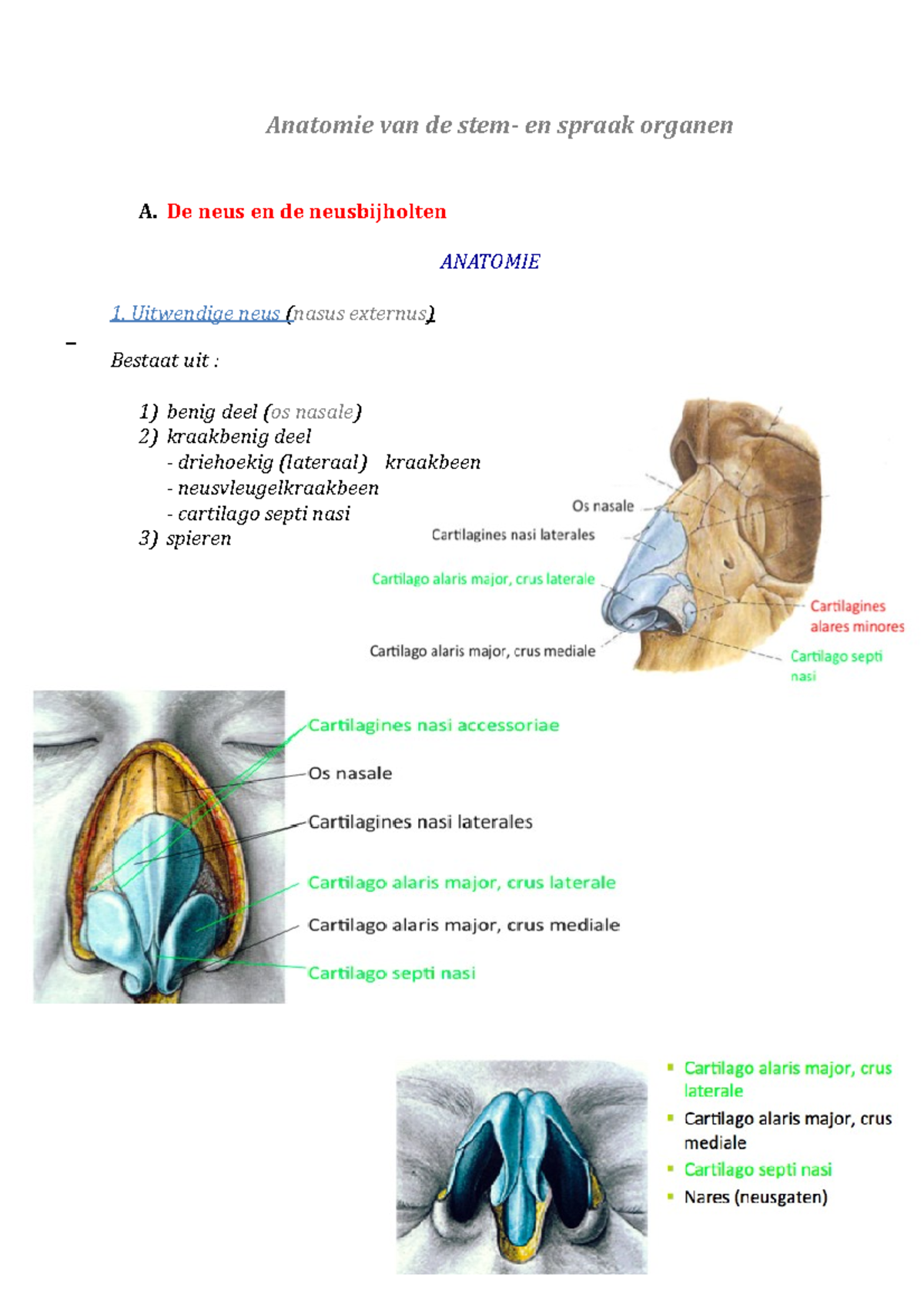 Samenvatting AFSS - Anatomie van de stem- en spraak organen A. De neus ...