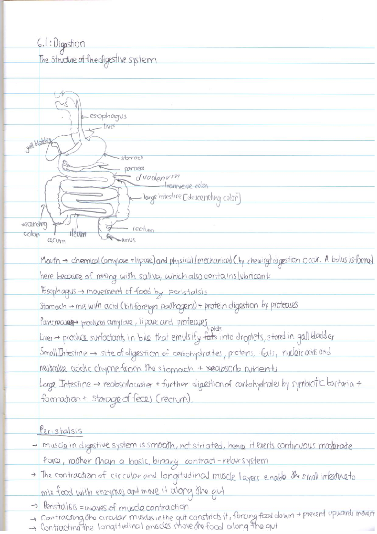 6. Human Physiology IB biology - control systems - Studocu