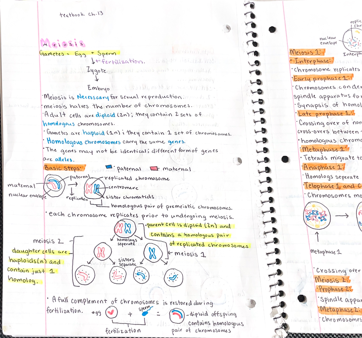 Meiosis lecture notes - textbook ch. 13 nuclear Meiosis envelope 22 ...