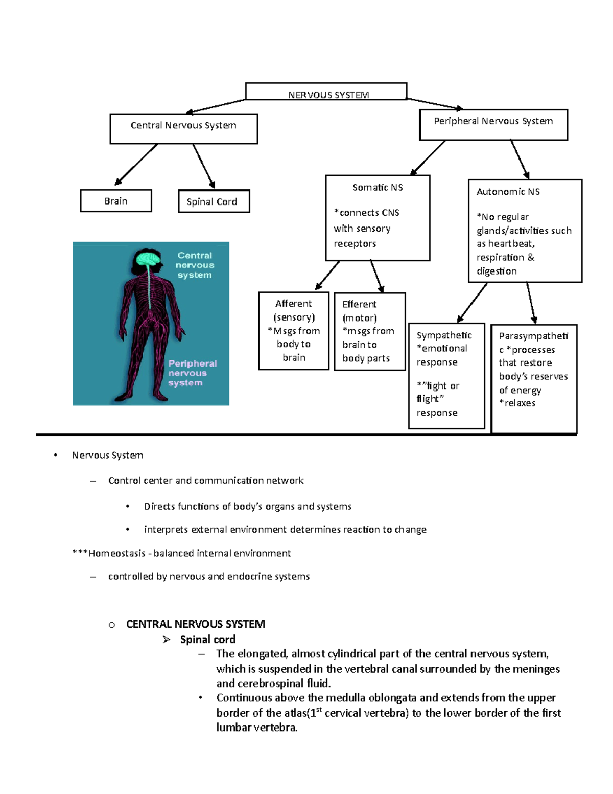 Nervous-System - Nervous System - Peripheral Nervous System NERVOUS ...