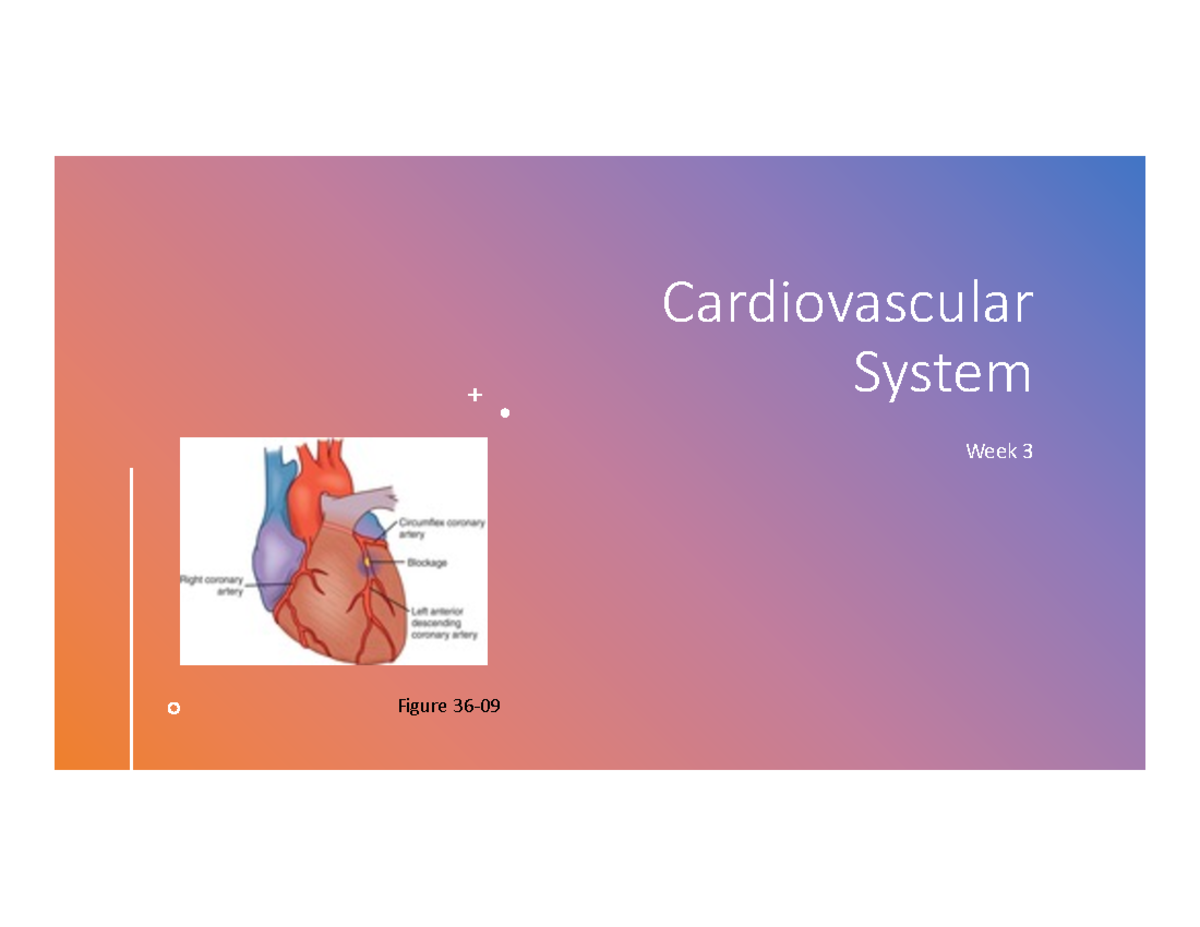 CNUR 204 UNIT 3 CV System Lab Activity - Cardiovascular System Week 3 ...