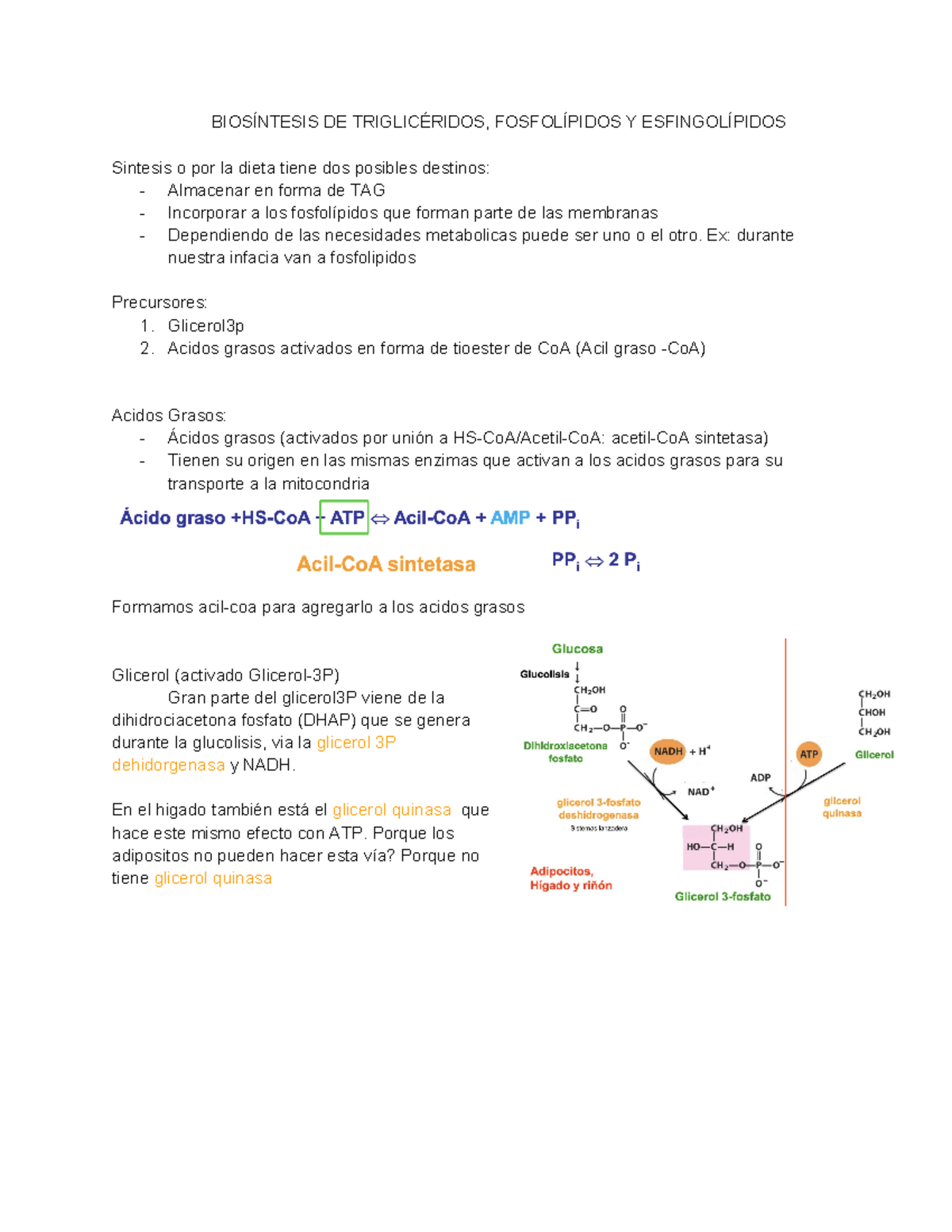 Biosí Ntesis DE Triglicé Ridos, Fosfolí Pidos Y Esfingolí Pidos ...