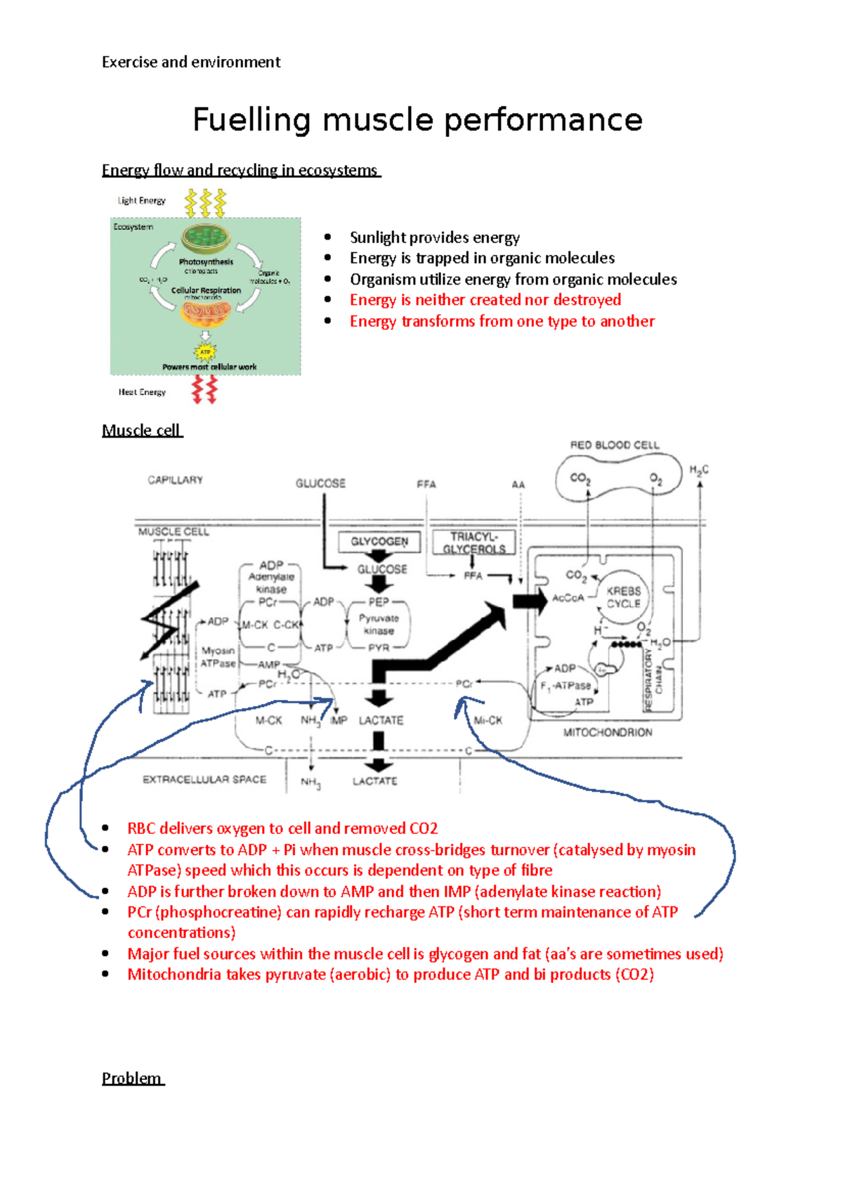 E&E-Fuelling muscle performance - Fuelling muscle performance Energy ...