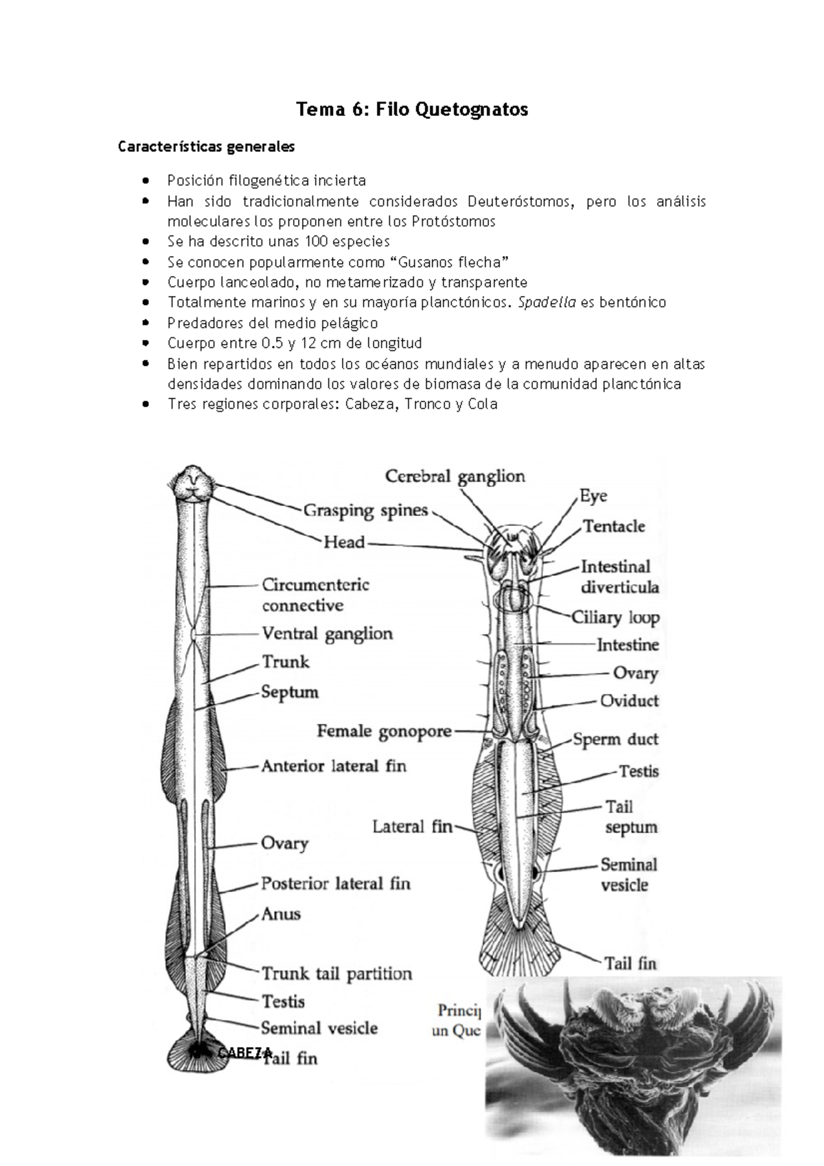 Tema 6 Filo Quetognatos - Tema 6: Filo Quetognatos Características ...