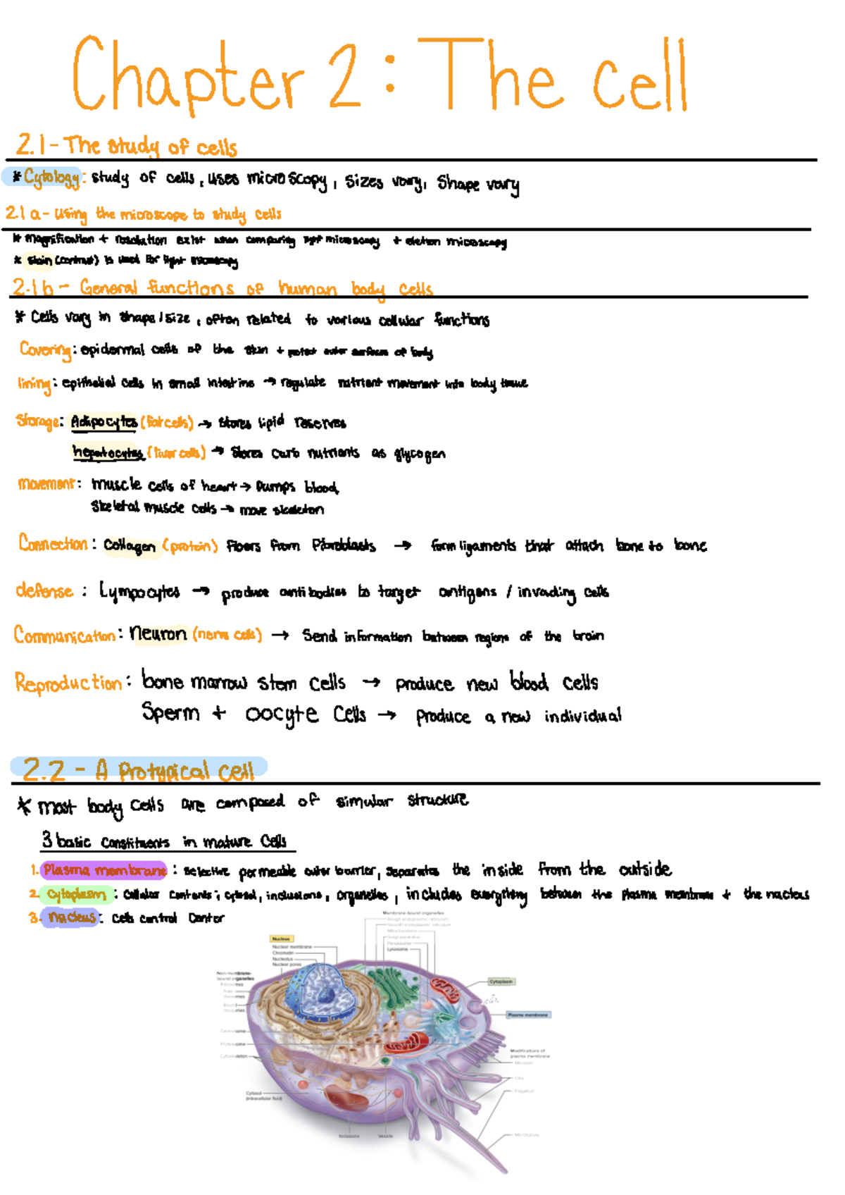 Anatomy Chapter 2: The Cell - Chapter 2 : he cell 2 The study of cells ...
