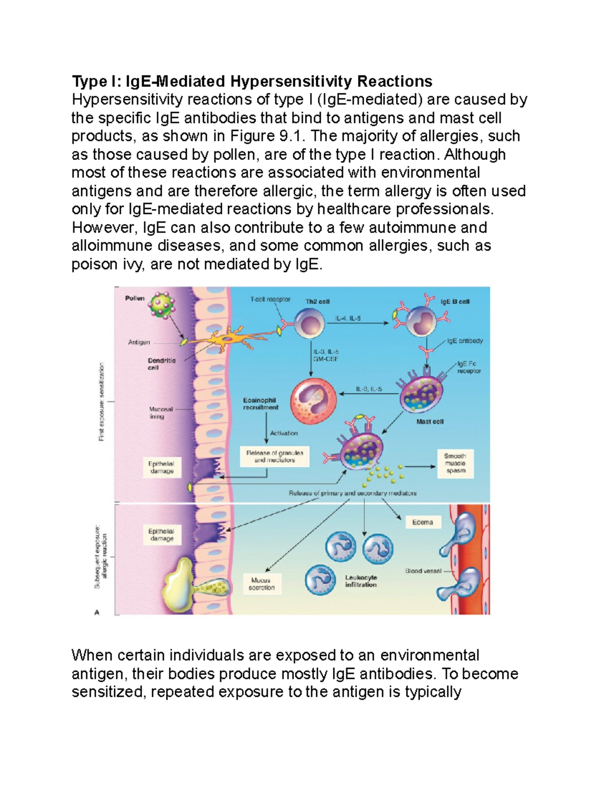 Type I - Note - Type I: IgE-Mediated Hypersensitivity Reactions ...