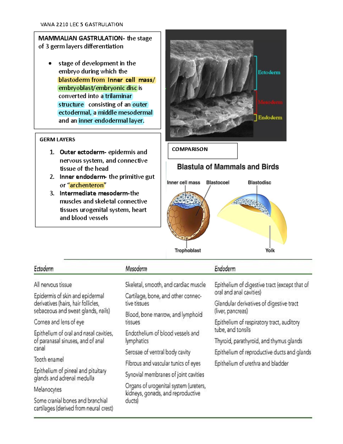 Transes 5 gastrulation - MAMMALIAN GASTRULATION- the stage of 3 germ ...