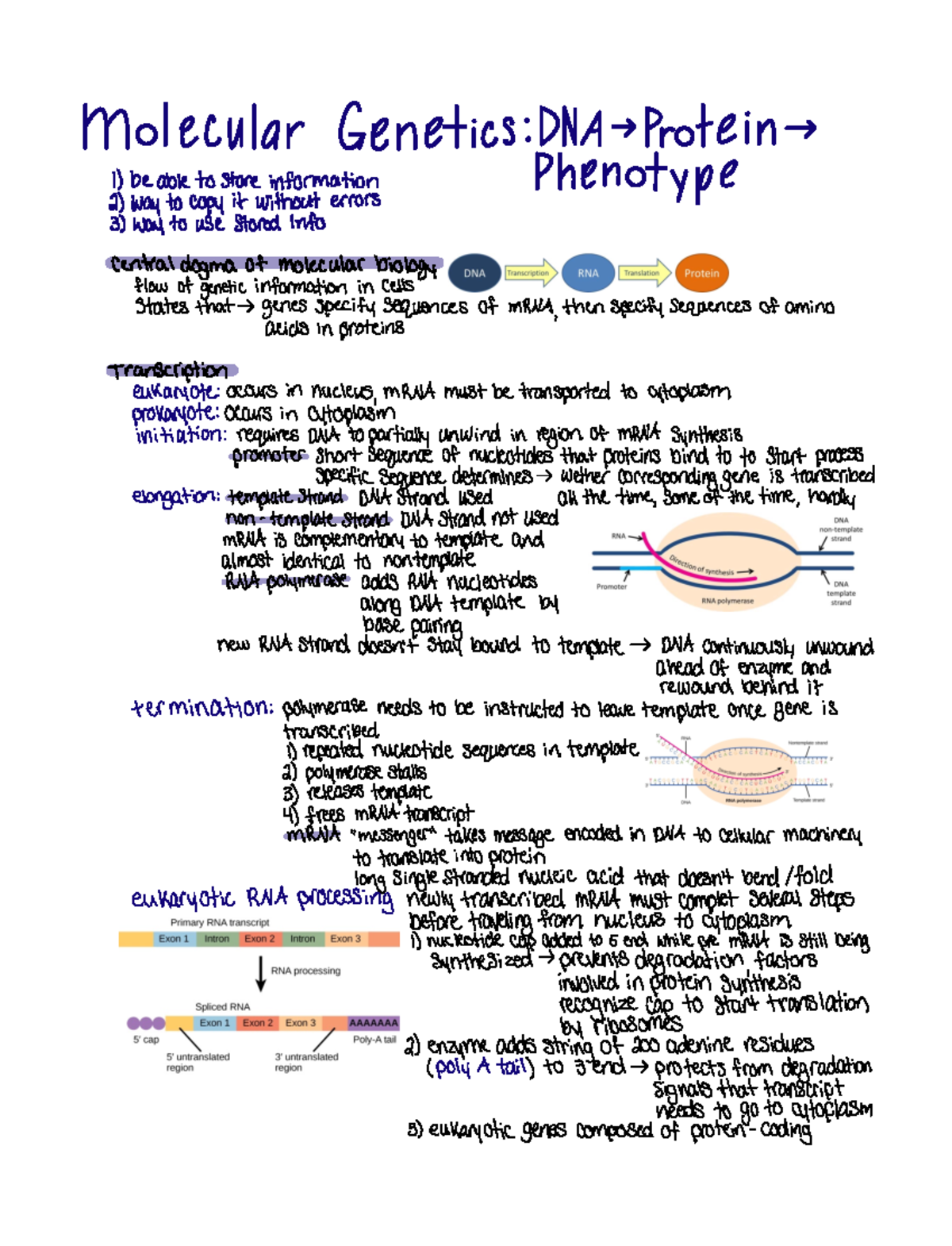 Molecular genetics - Notes - C C o es 1 beabletostoreinformation 2 ...